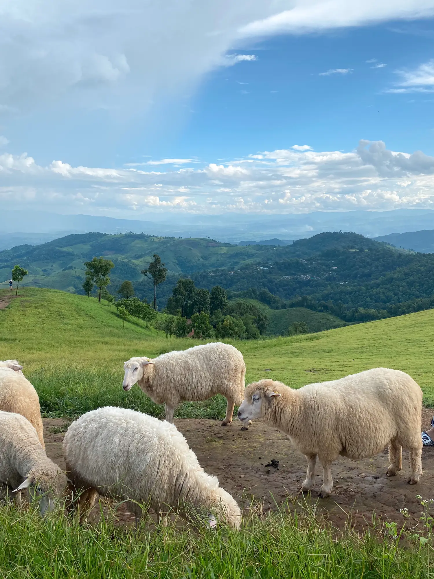 “AKHA FARMVILLE” ฟาร์มแกะบนดอยช้าง @เชียงราย | แกลเลอรีที่โพสต์โดย ...