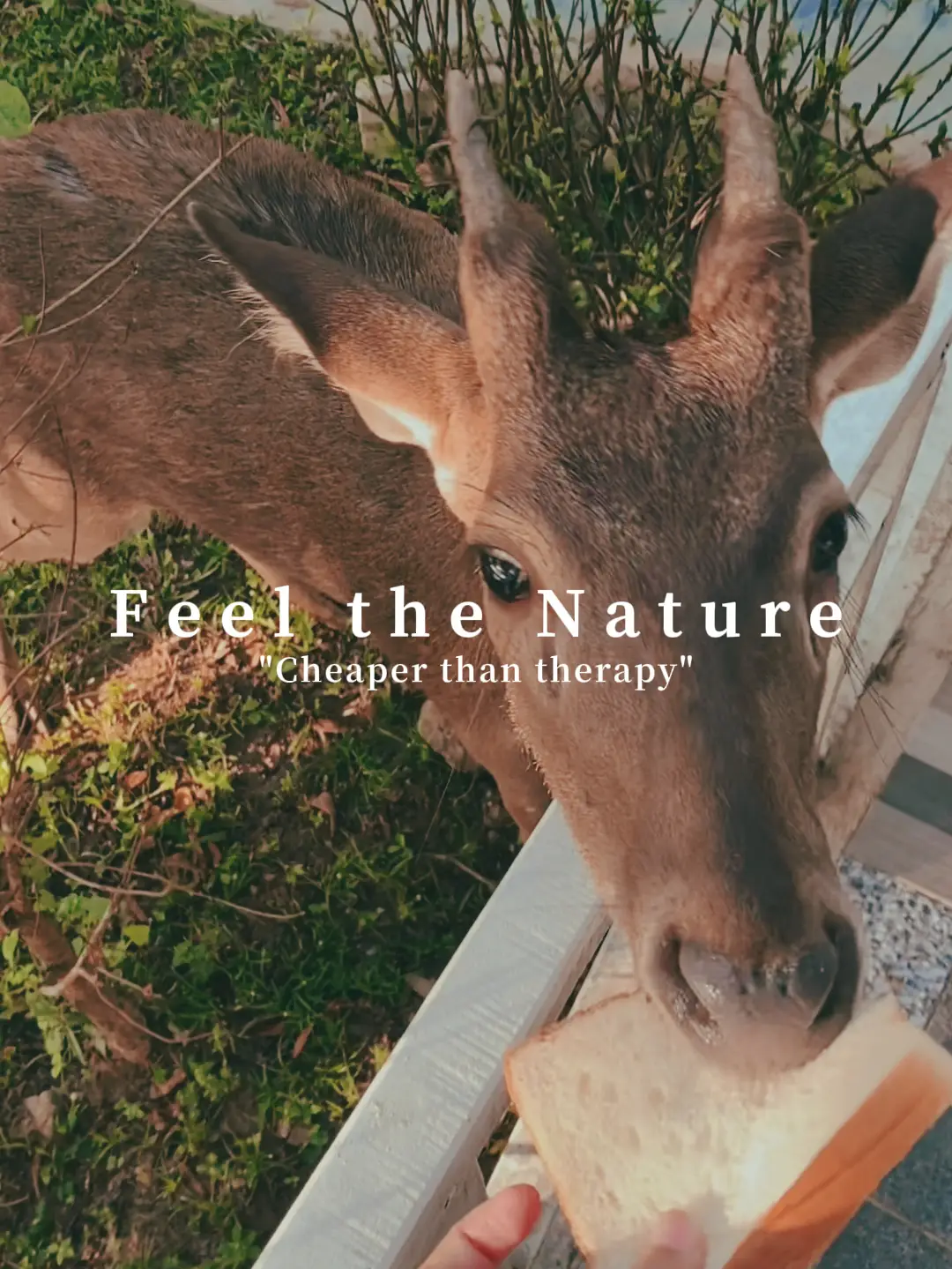 it's a vibe 🍃 | Video diterbitkan oleh Iced Latte 🧊 | Lemon8