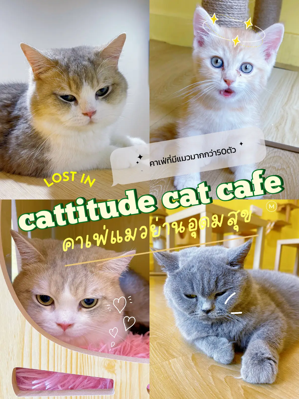 cattitude cat cafe | แกลเลอรีที่โพสต์โดย เจออะไรก็รีวิว | Lemon8