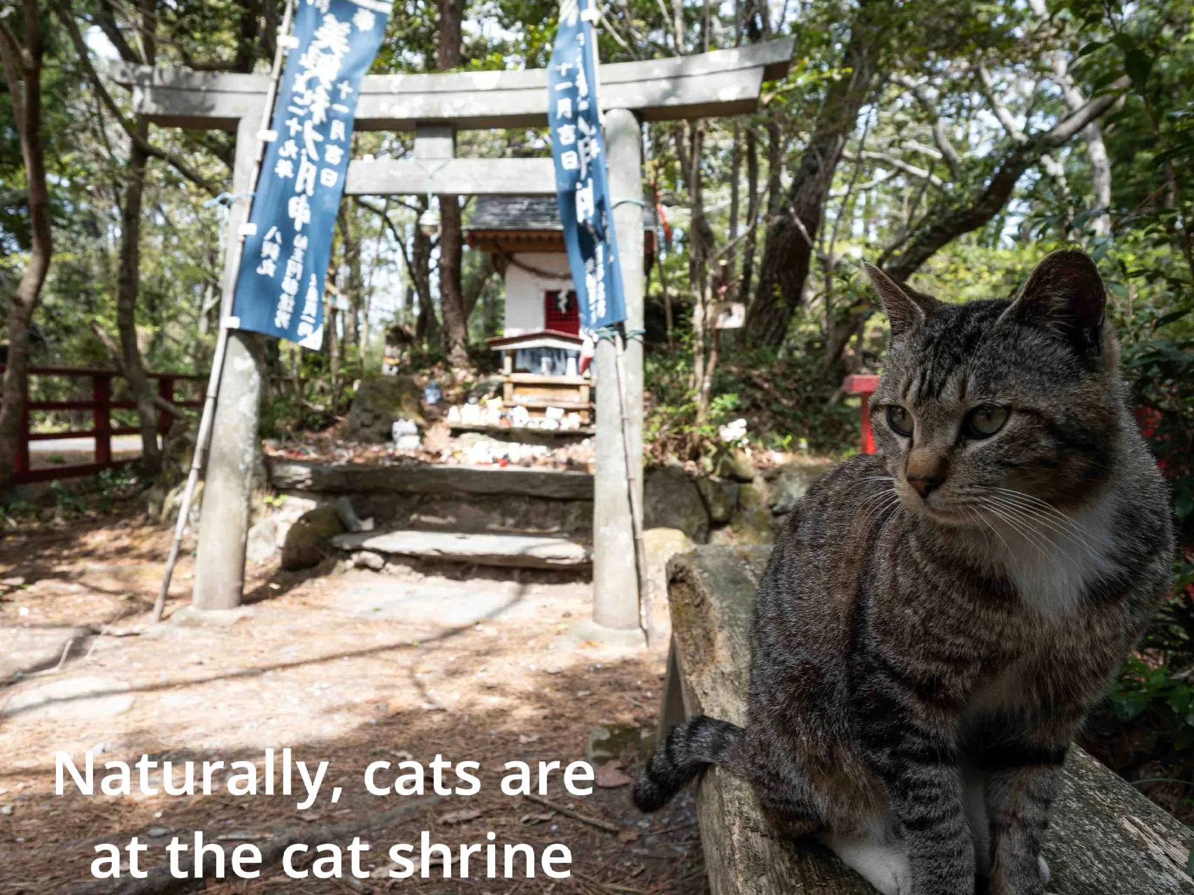 Cats, cats everywhere on this island | Gallery posted by Chrispy ...