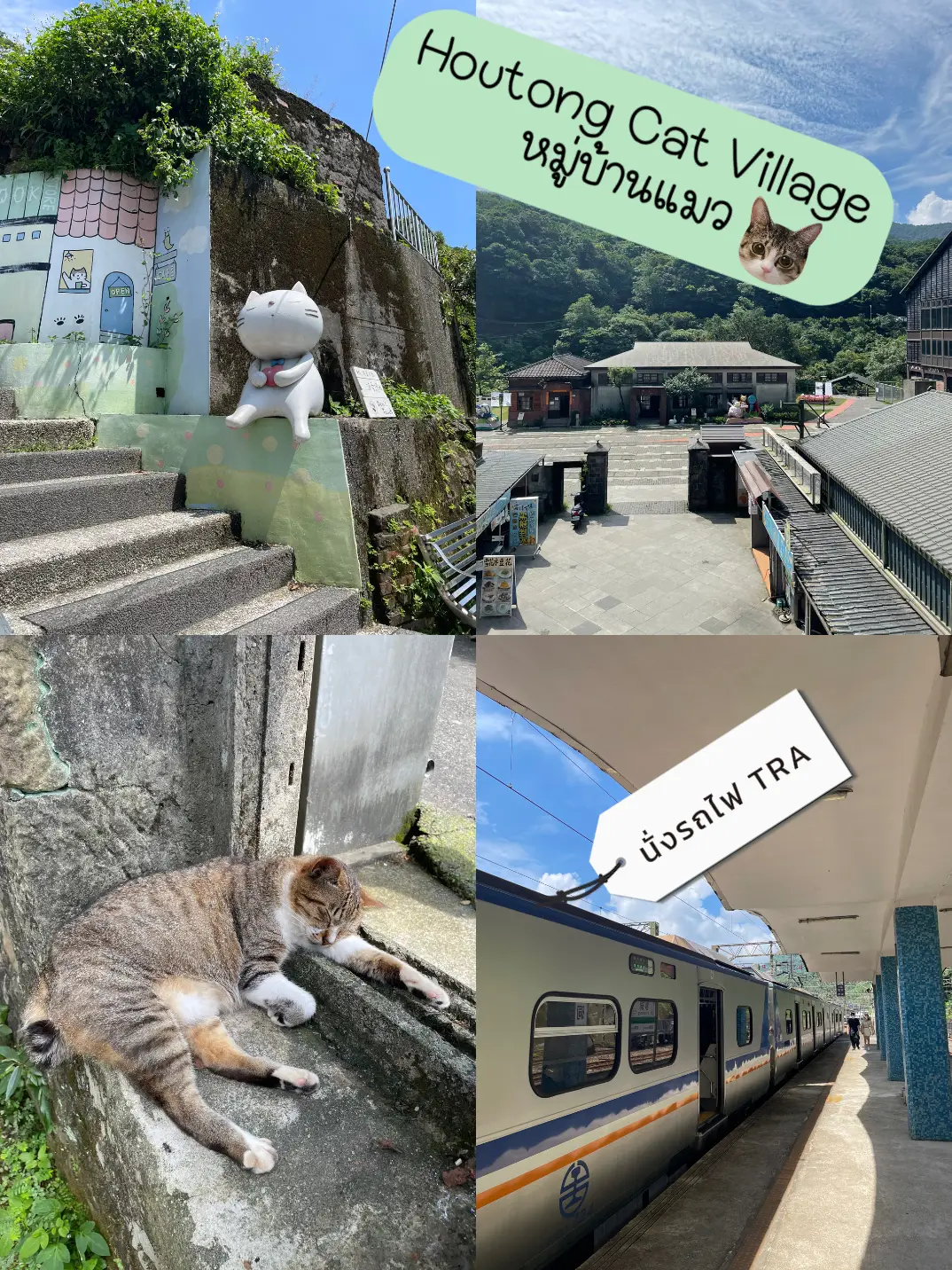 Houtong Cat Village 😽 | แกลเลอรีที่โพสต์โดย ByBeam 🐛 | Lemon8