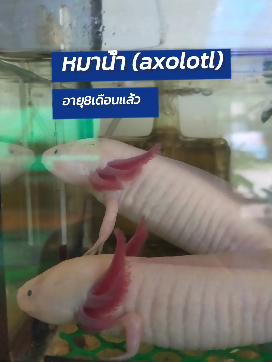 หมาน้ำ (Axolotl) | วิดีโอที่เผยแพร่โดย inticha | Lemon8