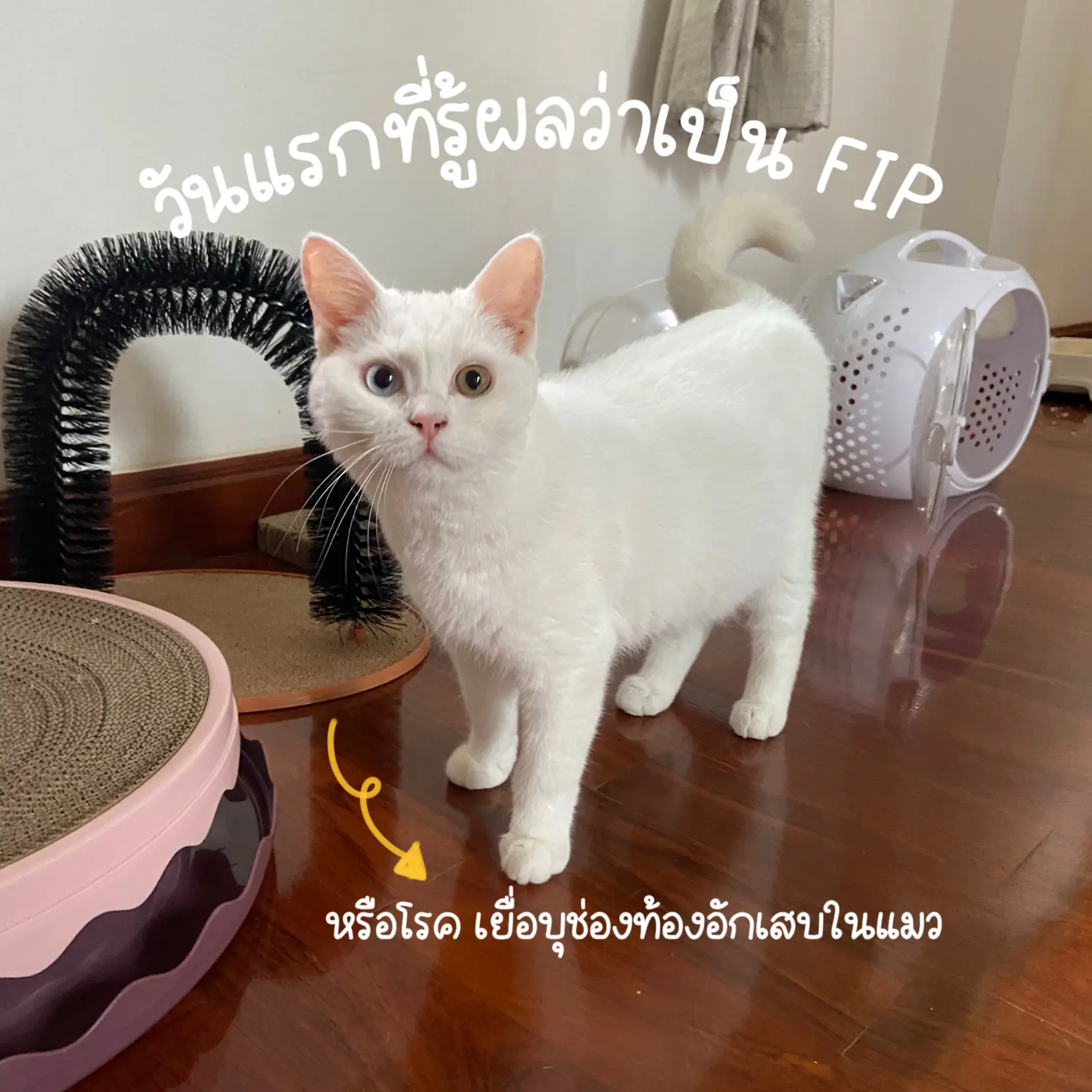 รีวิว รักษาแมวปอดติดเชื้อ จนหาย! | แกลเลอรีที่โพสต์โดย Ninew&Cat | Lemon8