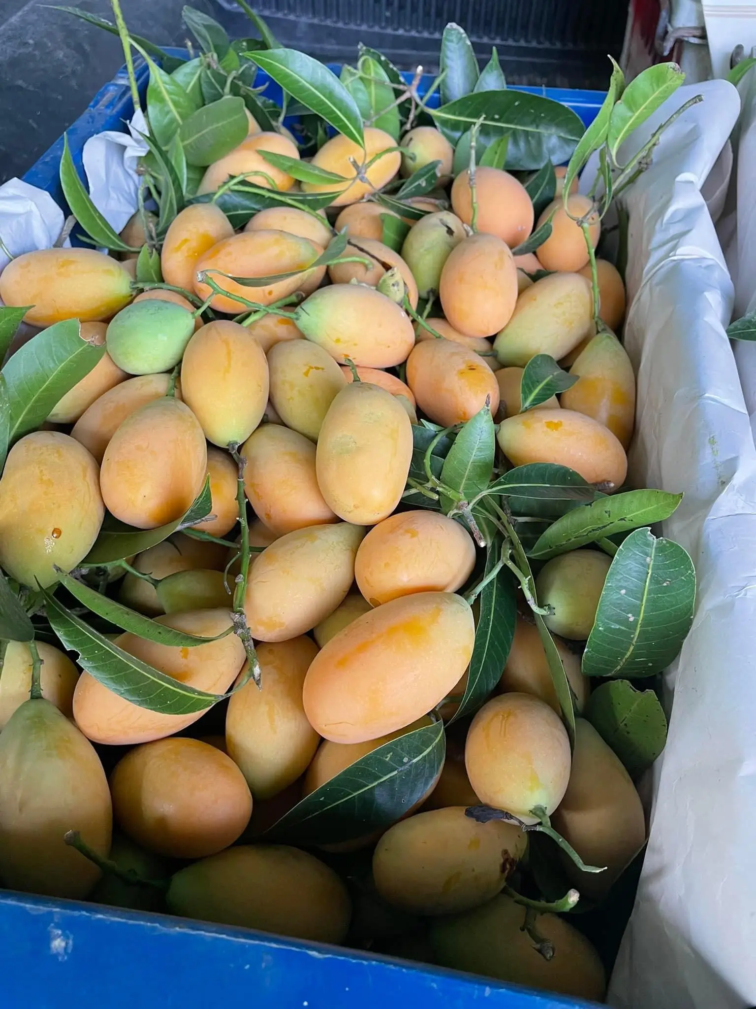 #มะยงชิดหวาน นครนายยก สวนเปิดแล้วค่ะ เข้าชมสวนได้ฟรี😍 | แกลเลอรีที่โพสต์โดย 😍Noomay😍 | Lemon8