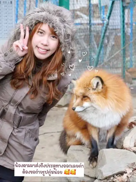 🦊ชวนไปเดินเล่นกับฝูงจิ้งจอกขนฟูกันที่ Sendai Japan🎌 | แกลเลอรีที่โพสต์โดย Haruno_mama | Lemon8