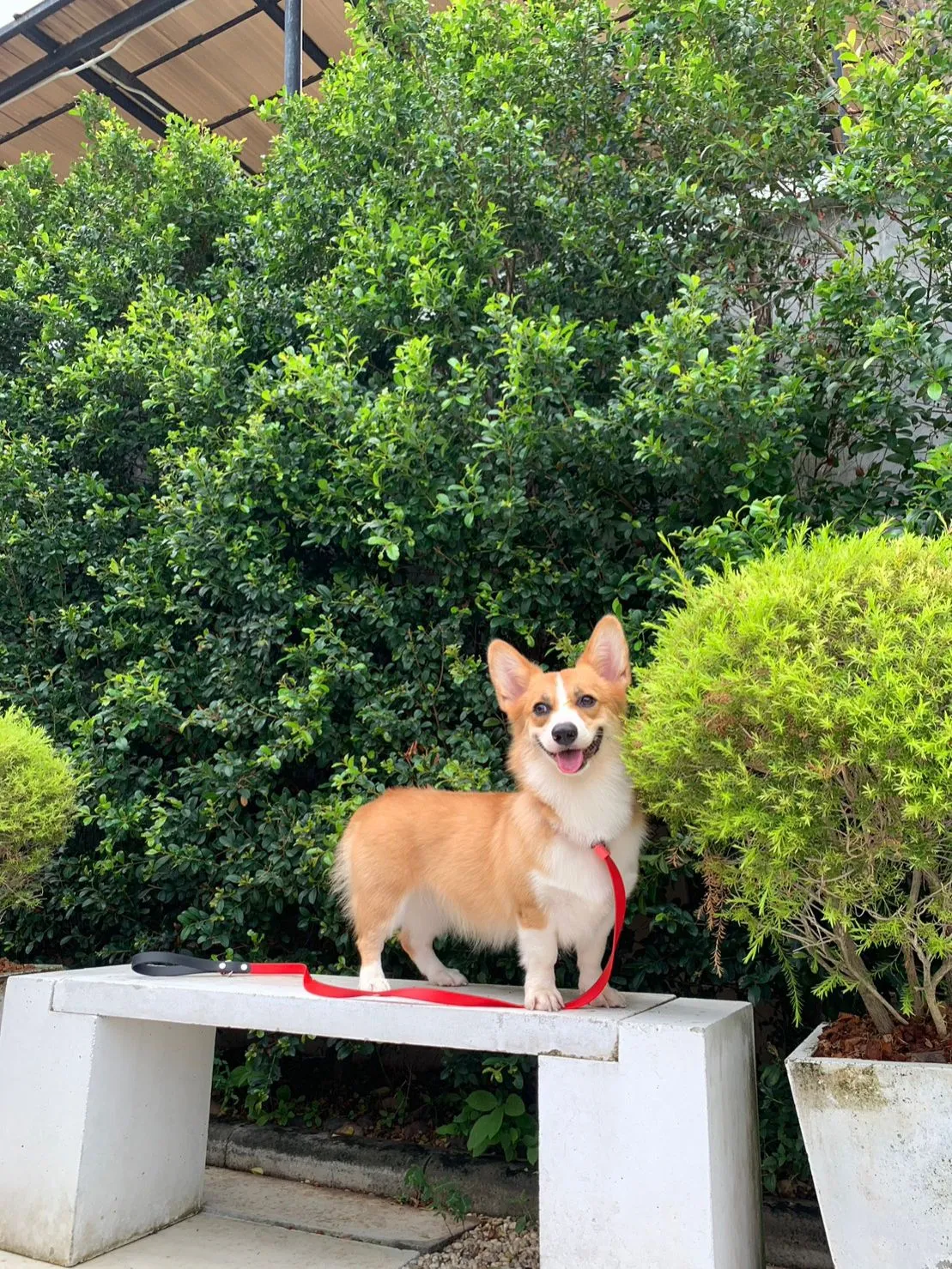 Oliva cafe คาเฟ่น้องหมาเข้าได้ปทุมธานี | แกลเลอรีที่โพสต์โดย aster.corgi | Lemon8