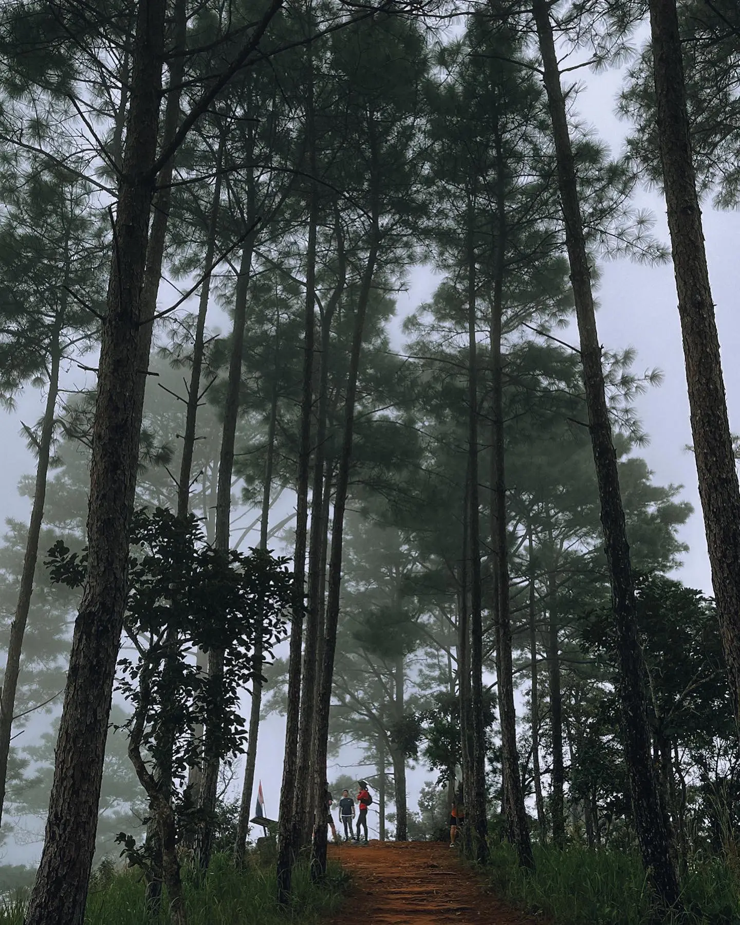 ดอยหัวหมู ป่าสวยใกล้ตัวเมืองเชียงใหม่ | แกลเลอรีที่โพสต์โดย Nit Niramon | Lemon8