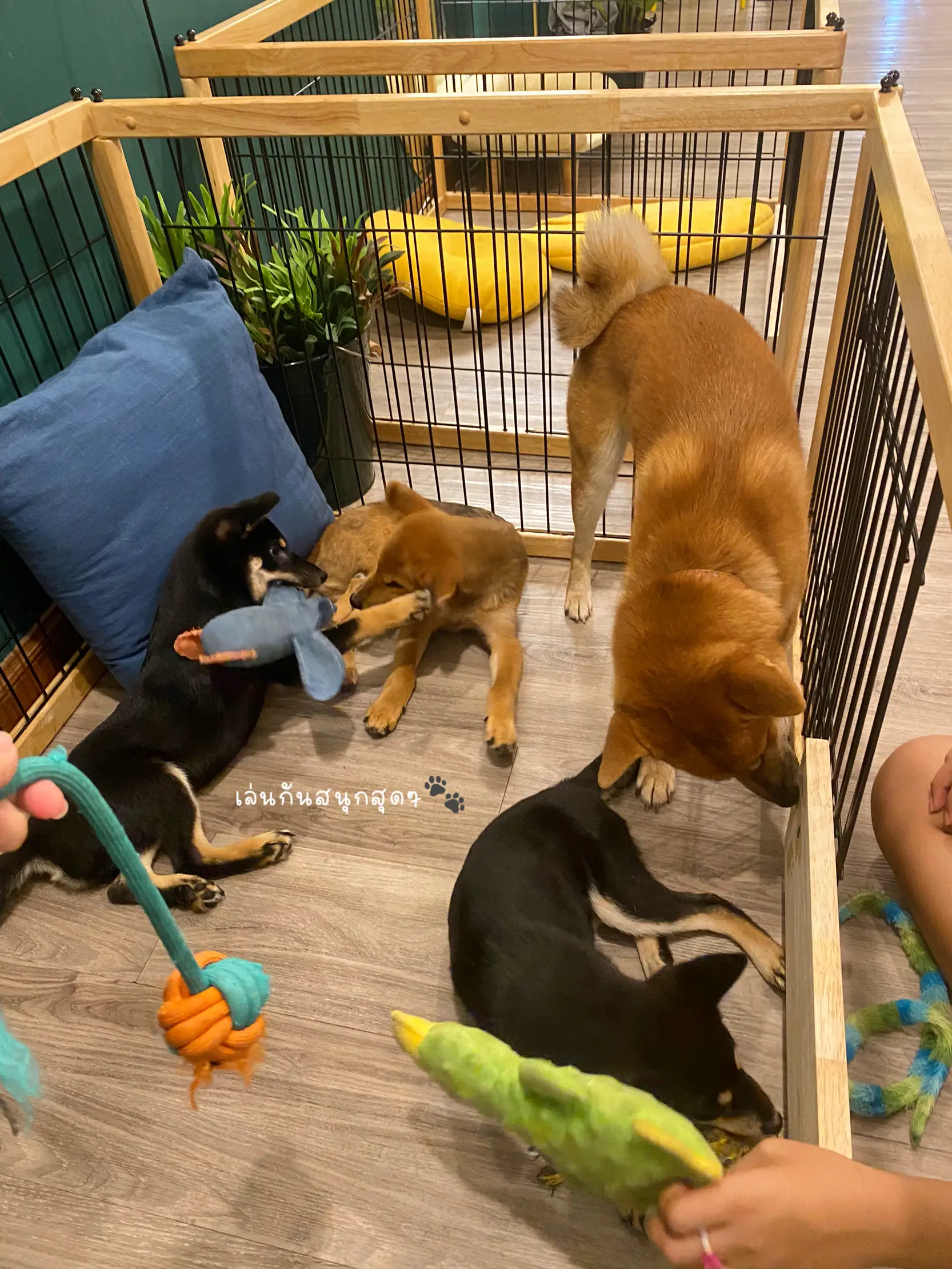 คาเฟ่หมาเปิดใหม่! Pawlidays House🐶🐾 | แกลเลอรีที่โพสต์โดย kn_yada🐰🎀 | Lemon8