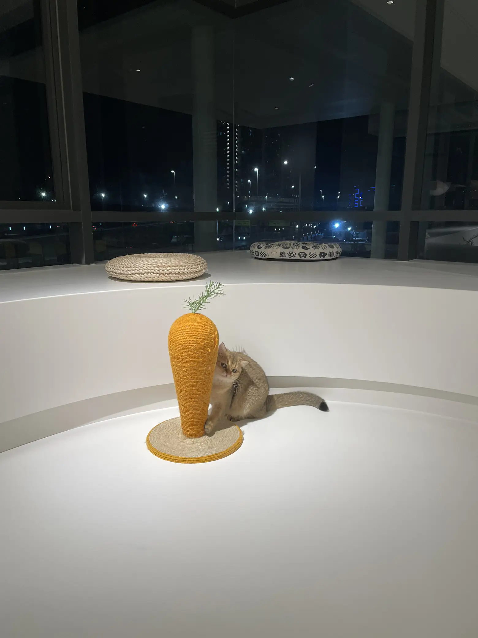 🇲🇾Cats lover must go｜ Mao Catfe | Galeri disiarkan oleh It’s me JY | Lemon8