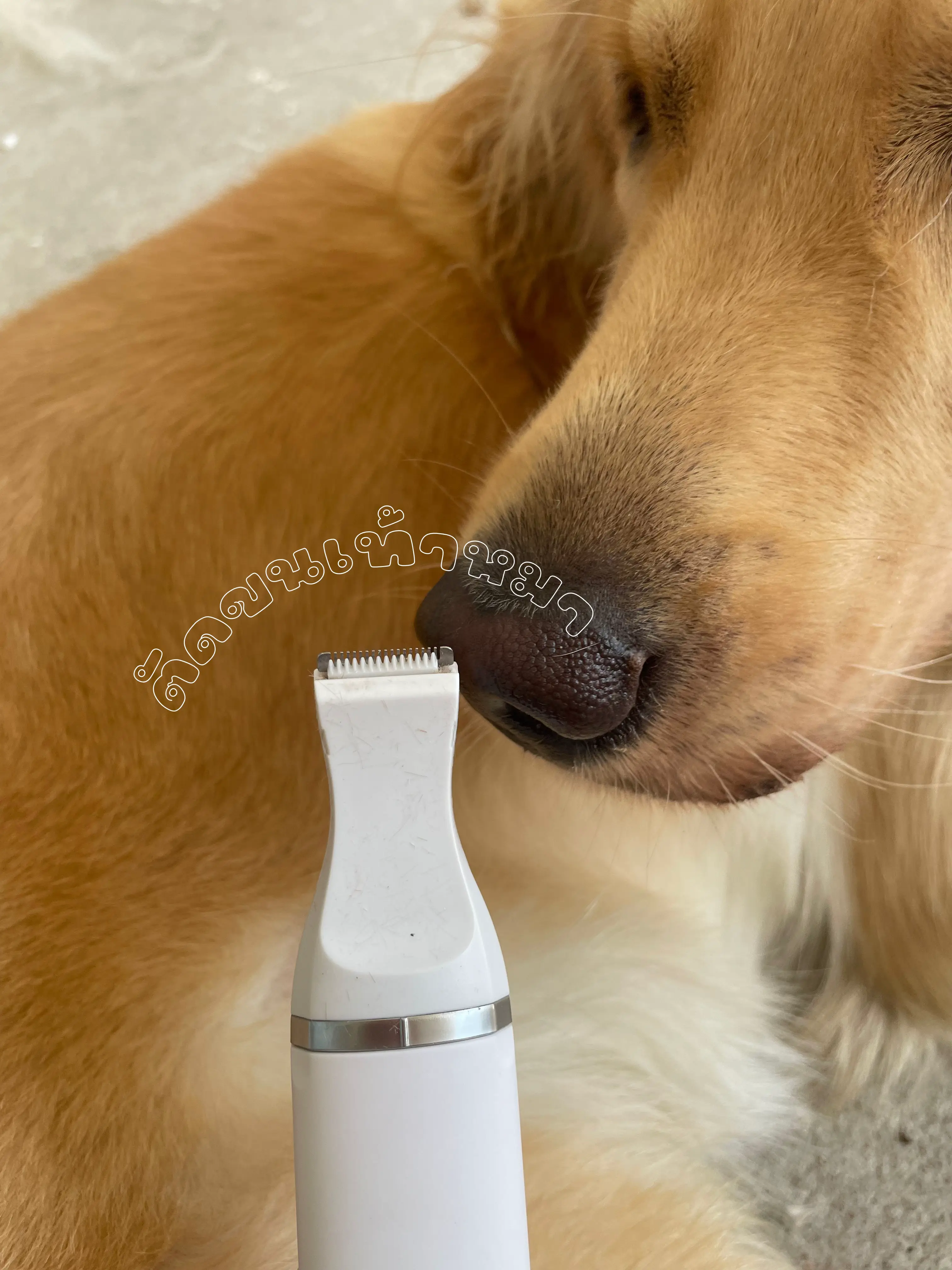 Dog paw hair, cut? Why cut? How to cut? | Gallery posted by Noon's ⚡️ ...