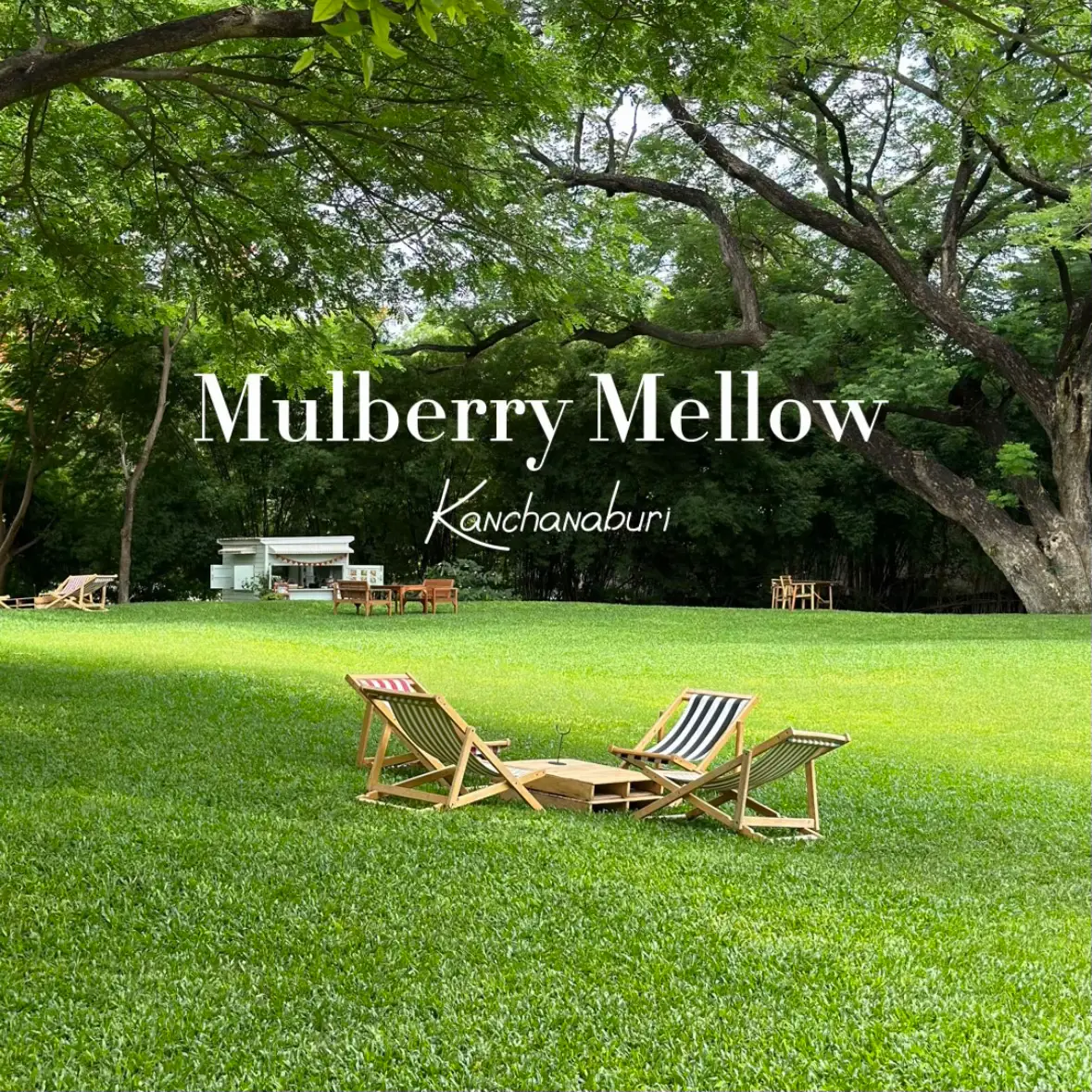 #คาเฟ่กาญจนบุรี 📍Mulberry Mellow 🍃🦋 | แกลเลอรีที่โพสต์โดย Fai’s Reviews ...