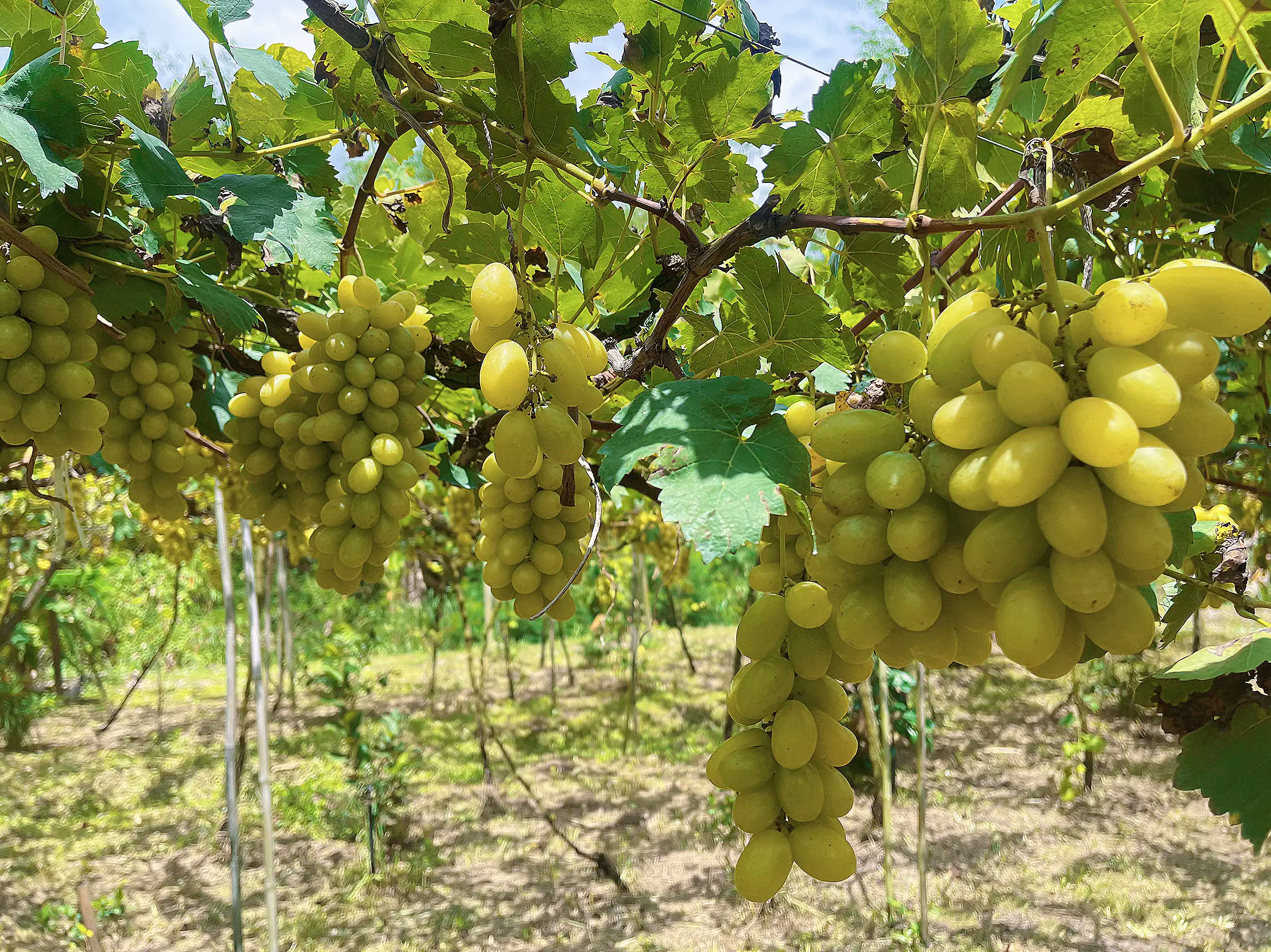 สาวๆคนไหนไปเที่ยวราชบุรี อย่าลืมแวะชมสวนองุ่นนะค่ะ สดมาก | แกลเลอรีที่ ...