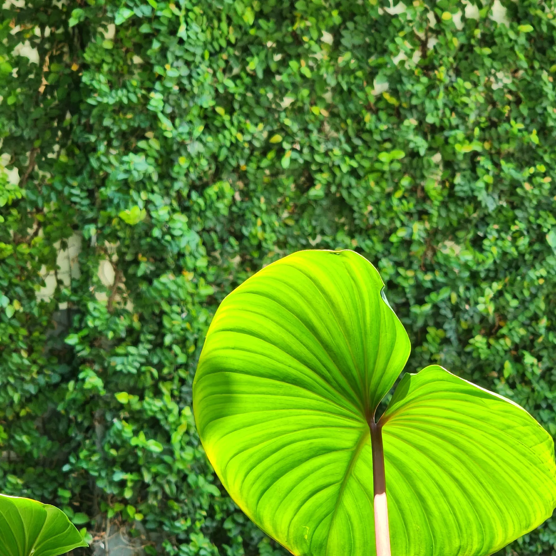 Chalamx - การค้นหาใน Lemon8