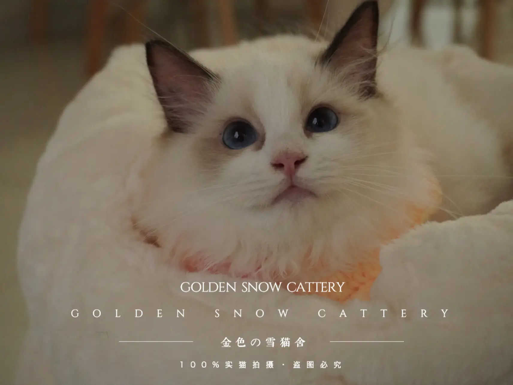 🇲🇾Ragdoll kitten untuk rehome | Galeri diposting oleh Goldensnow | Lemon8