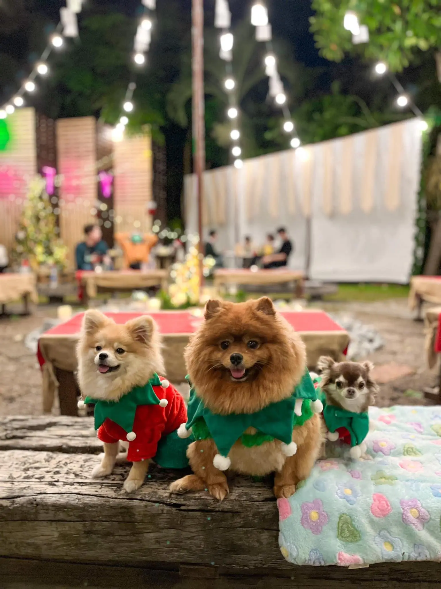 บรรยากาศดีดี หมูกระทะอร่อยๆที่ The Backyard 168 เขาใหญ่ | แกลเลอรีที่ ...
