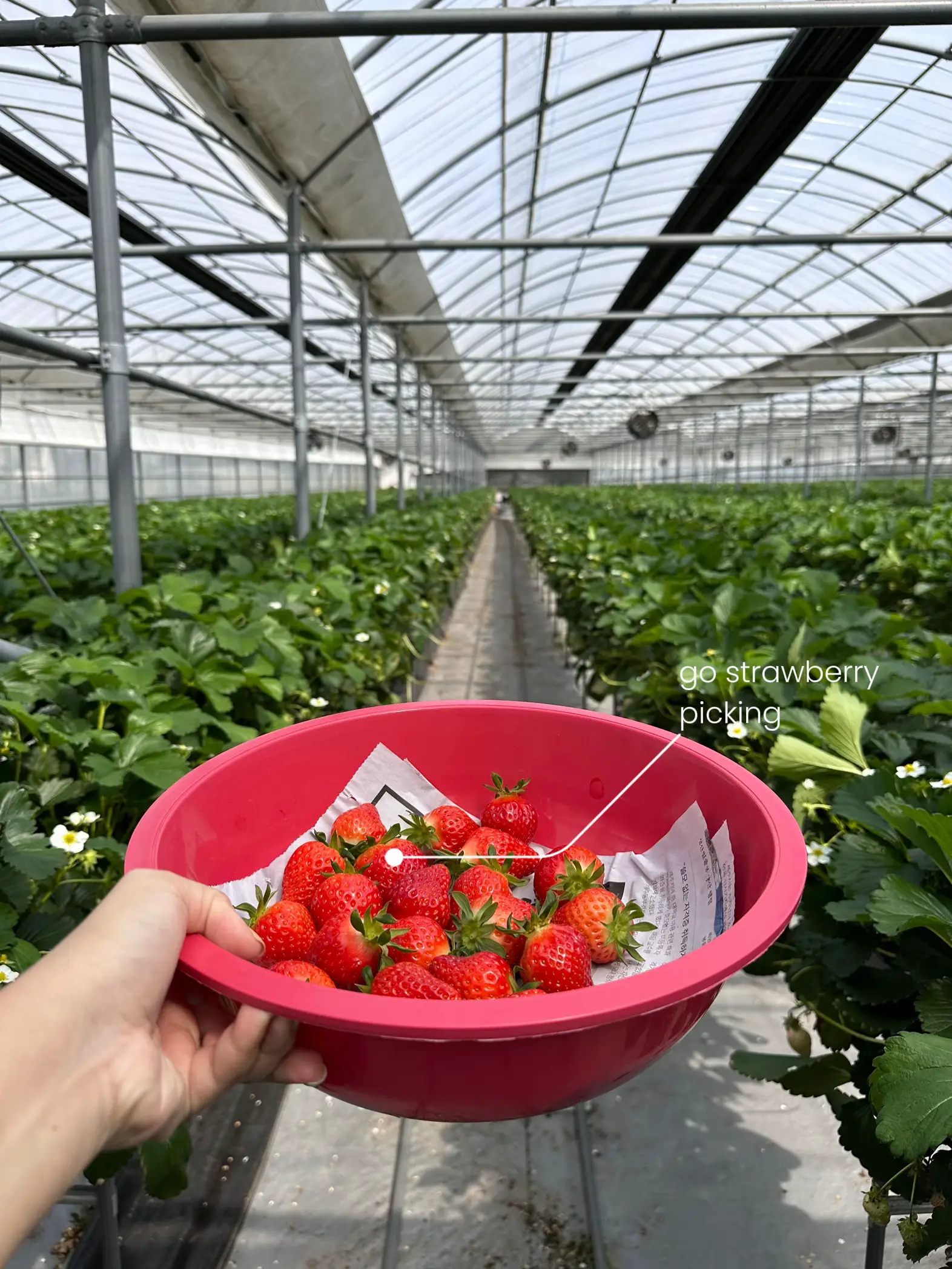 📌 10 things I did in Jeju in spring 🌸 | แกลเลอรีที่โพสต์โดย Ness | Lemon8