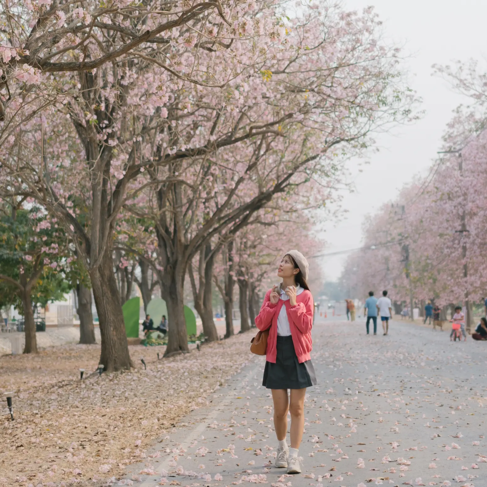 ชมพูพันธุ์ทิพย์ #กำแพงแสน 2023 🌸🍃 | แกลเลอรีที่โพสต์โดย lbzero | Lemon8