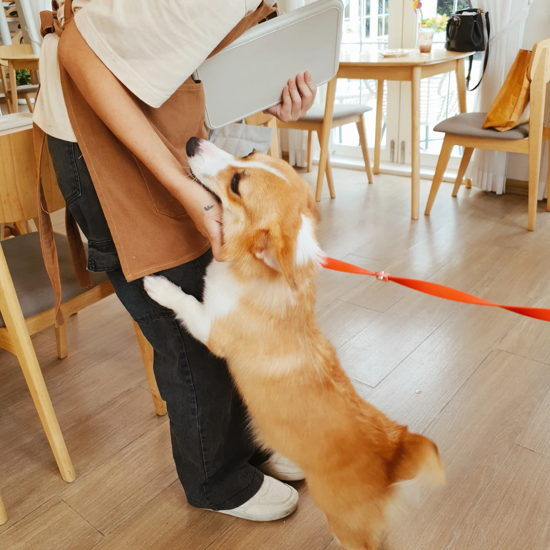 Oliva cafe คาเฟ่น้องหมาเข้าได้ปทุมธานี | แกลเลอรีที่โพสต์โดย aster.corgi | Lemon8