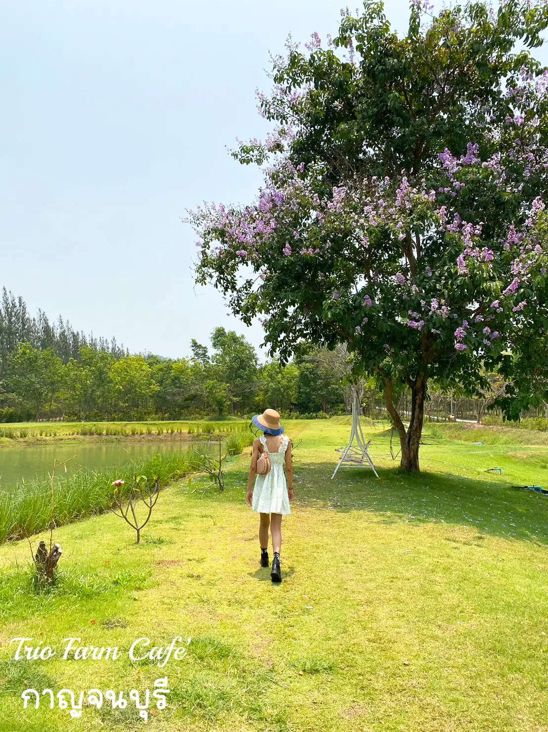 Trio Farm Cafe’ กาญจนบุรี 🌿💚🍃🫧 | แกลเลอรีที่โพสต์โดย 🫧 💖Kate🍭 | Lemon8