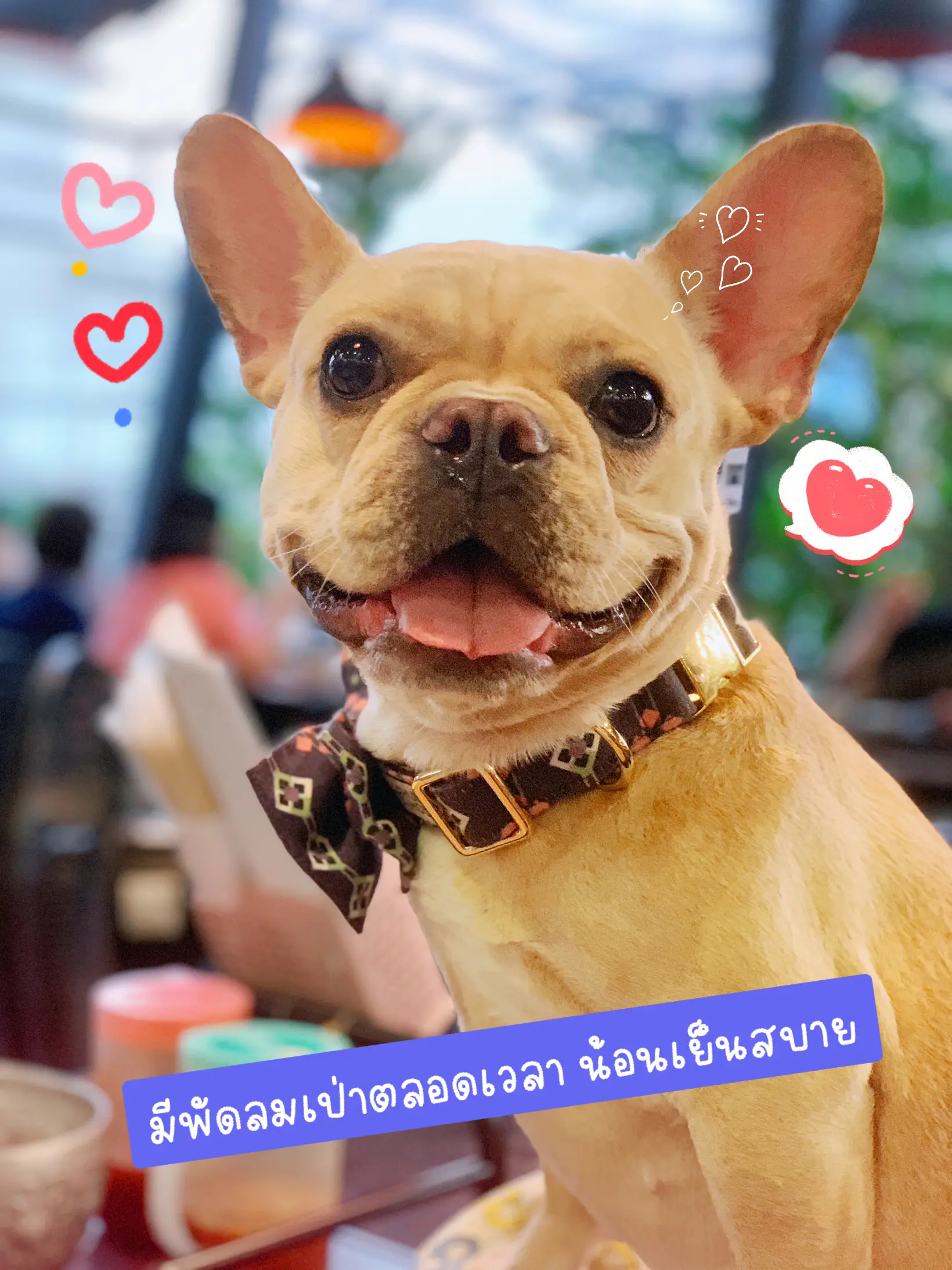 หมูกระทะ เทย กะ ทะ หมูกระทะที่พาน้อนมาด้วยได้ | แกลเลอรีที่โพสต์โดย ...