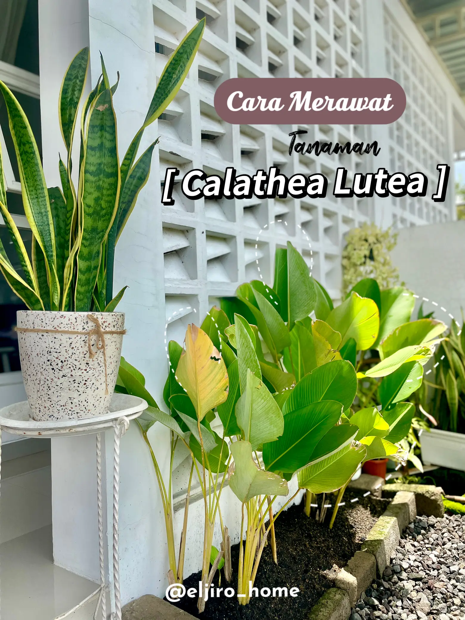 Cara merawat “Calathea Lutea” 🍃 | Galeri diposting oleh eljirohome2929 ...