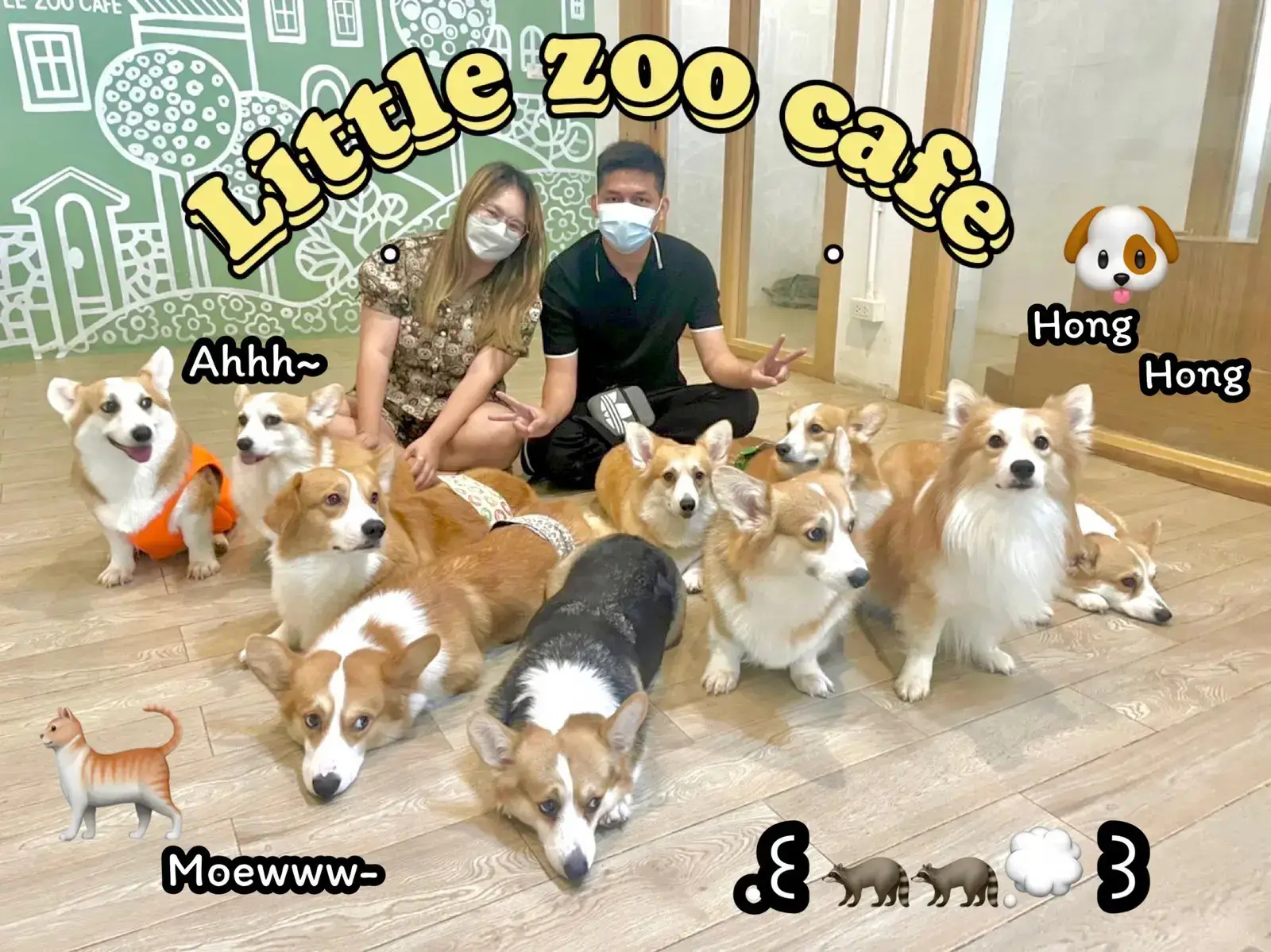 Little Zoo Cafe คาเฟ่สัตว์เลี้ยงสุดน่ารัก🐕 | แกลเลอรีที่โพสต์โดย ...