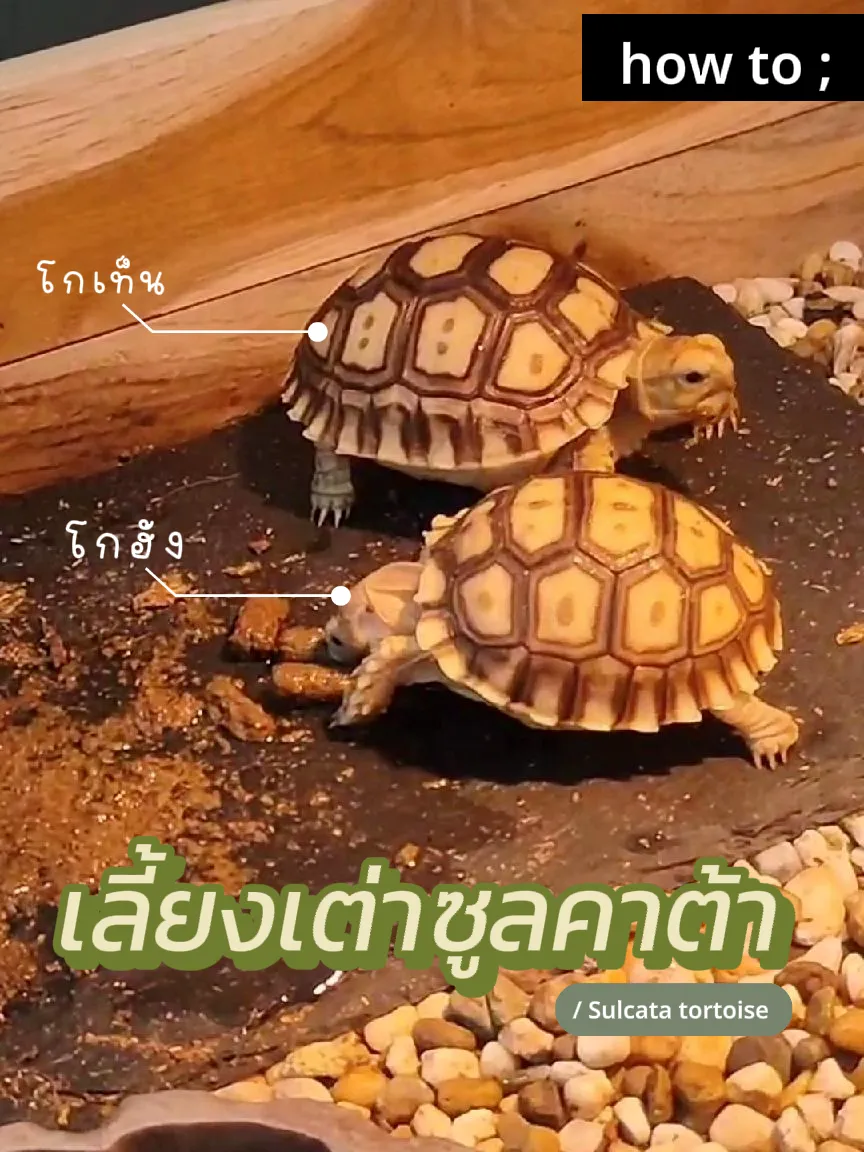 How to เลี้ยงเต่าซูลคาต้า | พิกัดของใช้สำหรับเต่า | แกลเลอรีที่โพสต์โดย ...