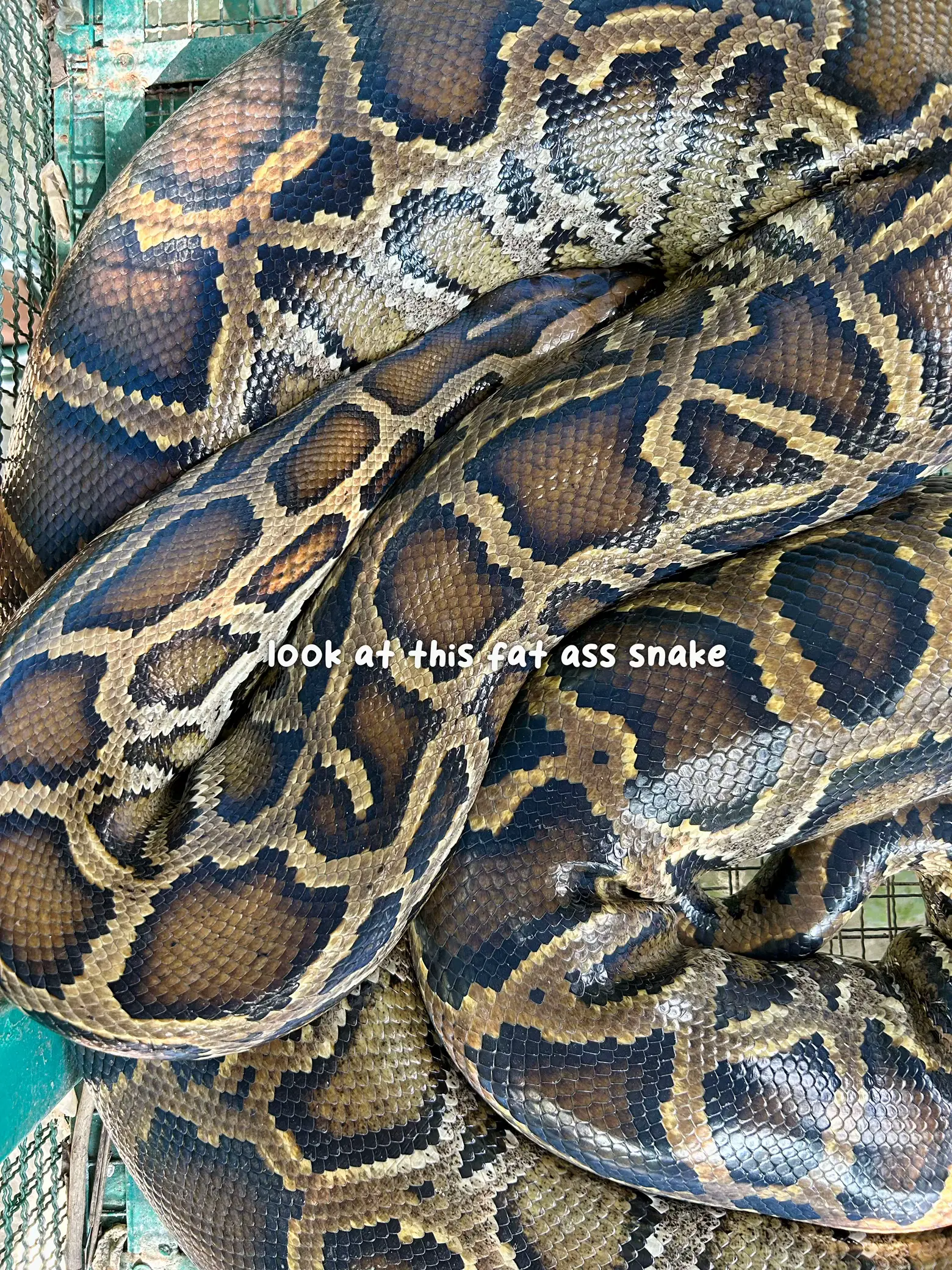 EXPLORING MEKONG DELTA! | snakes, crocs & sampans🛶 | Gallery posted by ...