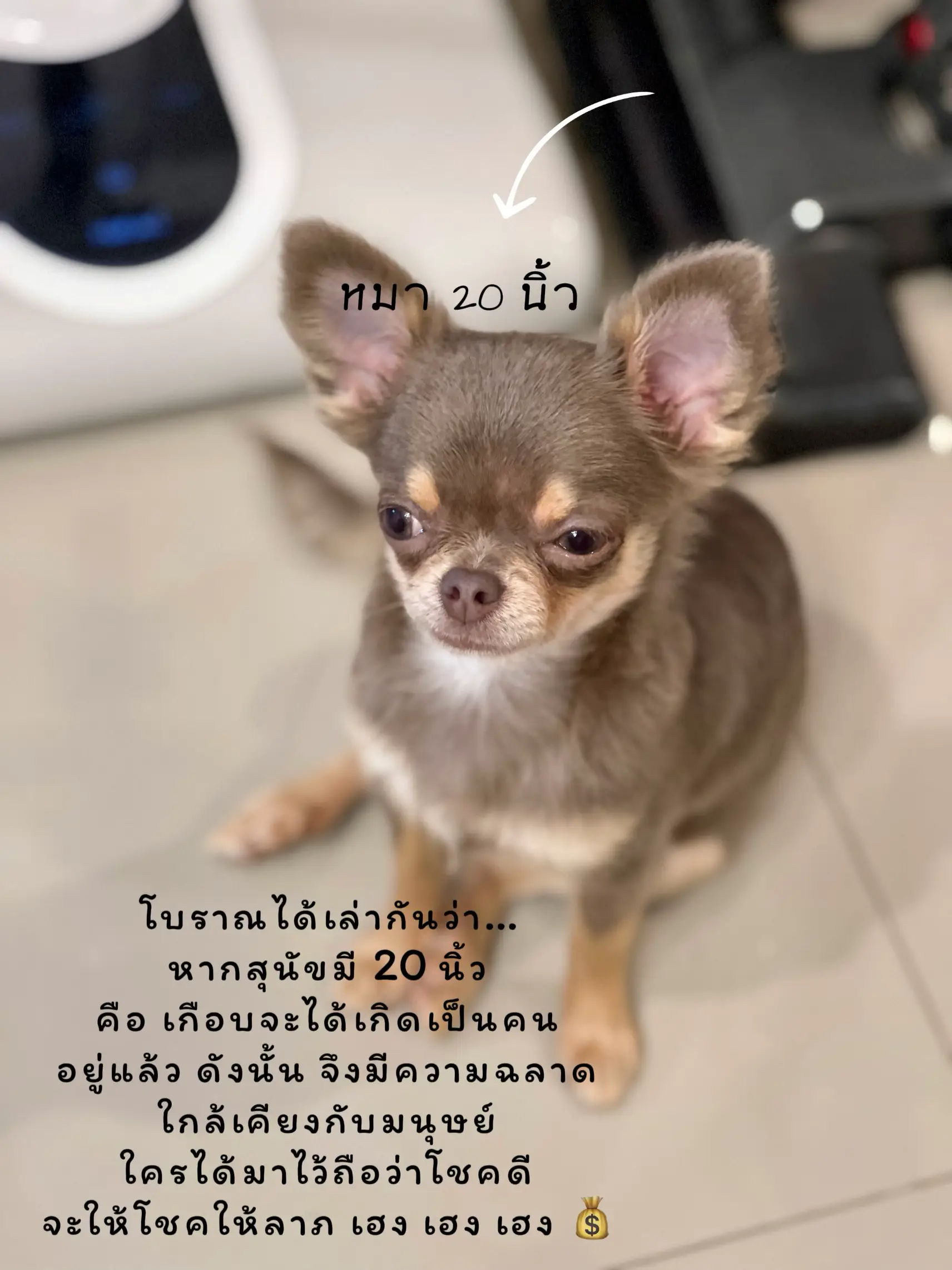 หมา 20 นิ้ว | แกลเลอรีที่โพสต์โดย 🩷Guy 🩵 | Lemon8