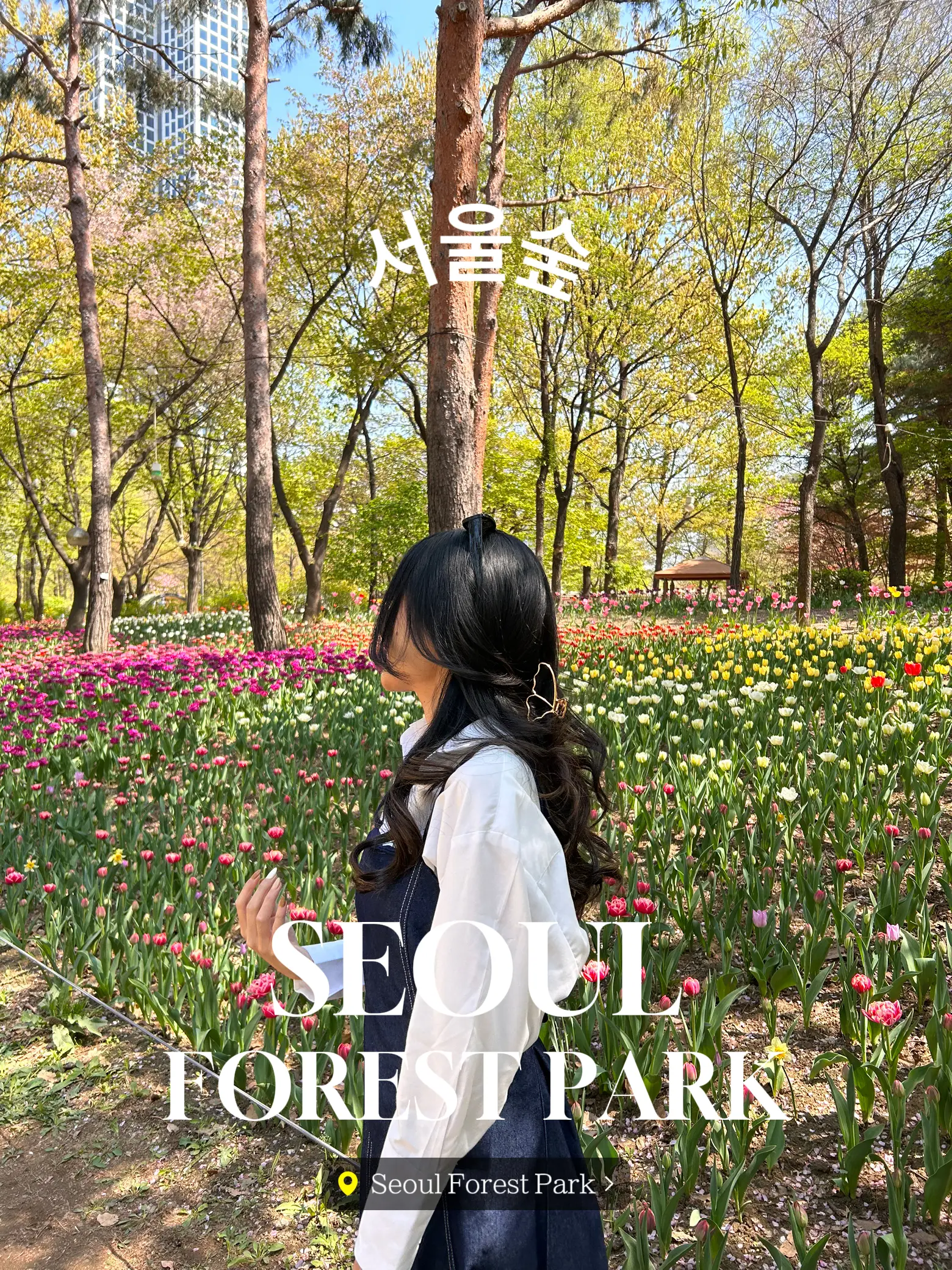 ชมทิวลิปที่ Seoul Forest ป่ากลางกรุงโซล 🌷🌷 | แกลเลอรีที่โพสต์โดย nnok ...