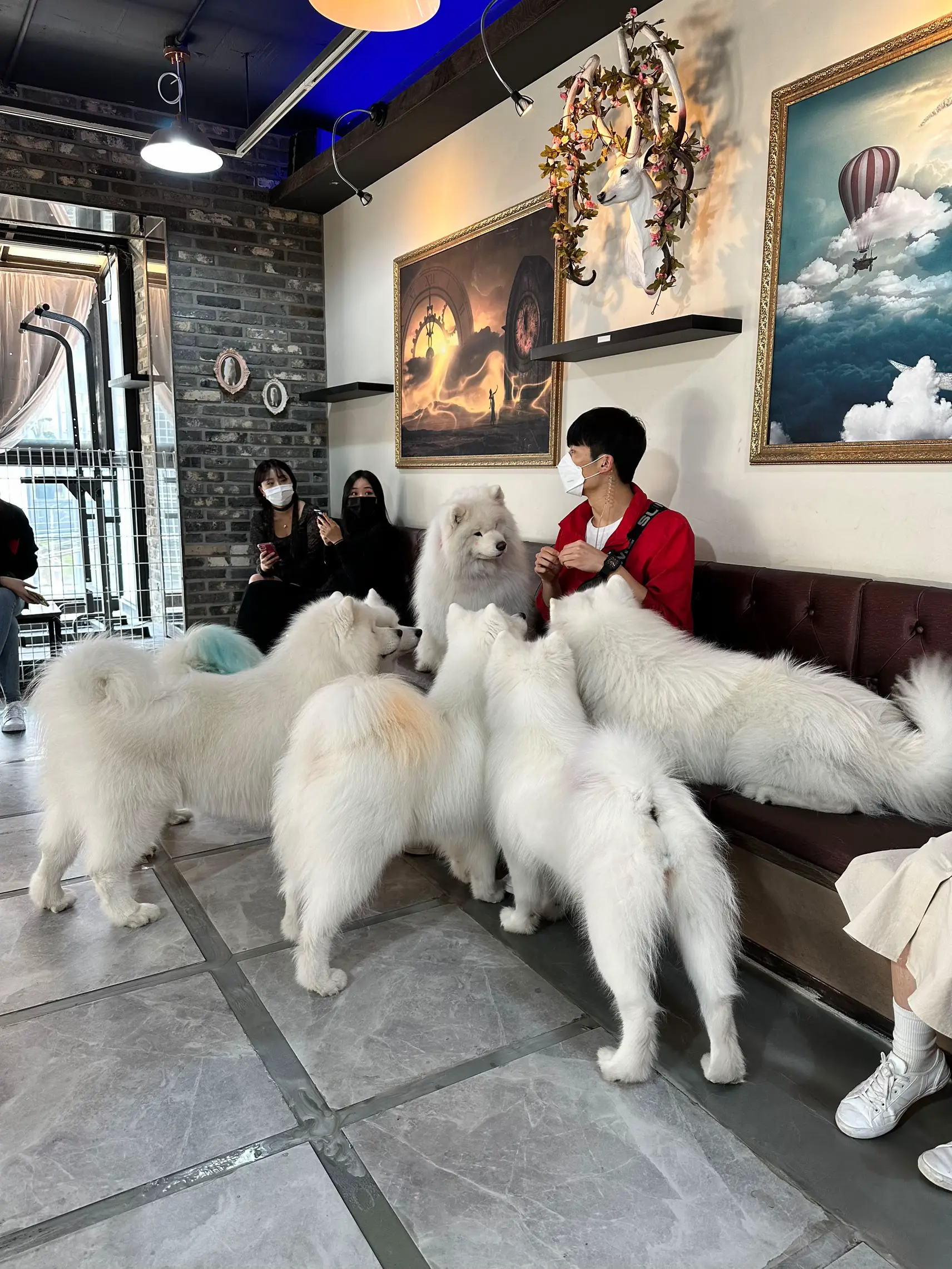Popular Samoyed Cafe in Hongdae 🐕 ️ | Gallery posted by Ems | Lemon8