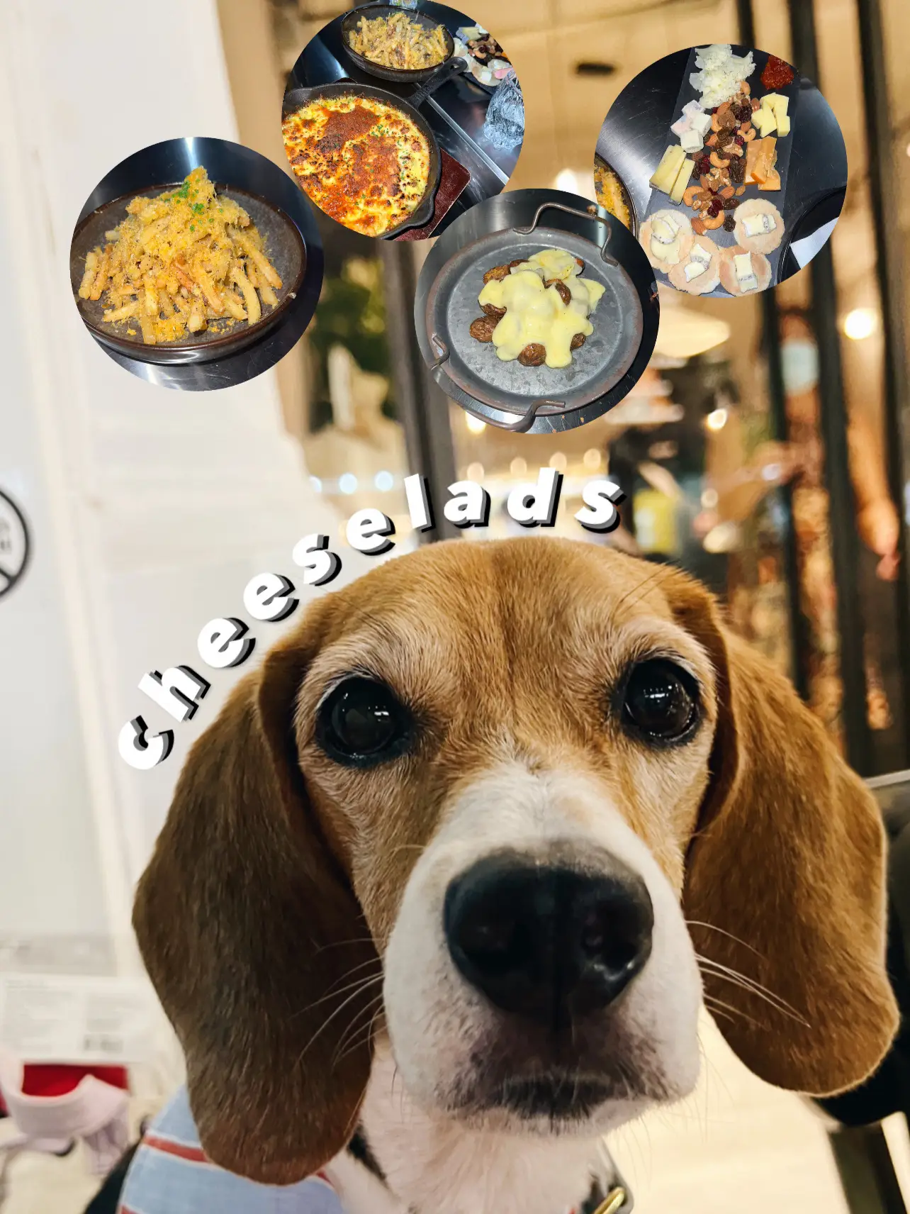 Pet friendly eateries — Cheeselads | Gallery posted by Blue | Lemon8
