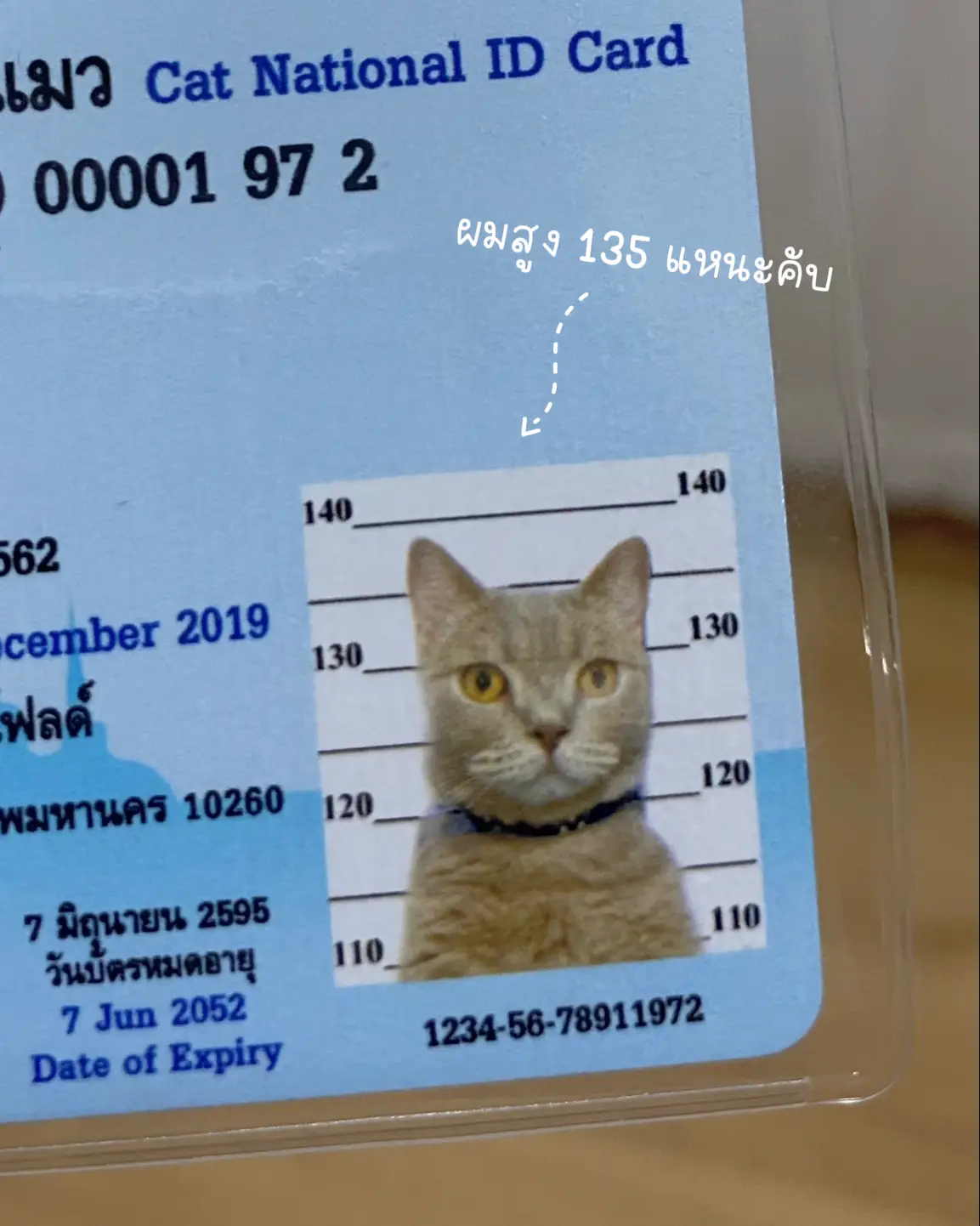 Make a cat ID card 🐱🪪 | Gallery posted by marimiew･🐈 | Lemon8