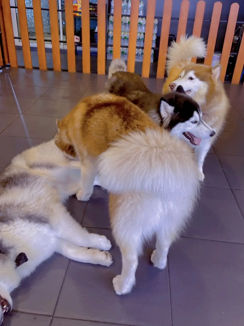 น้อนนน่ารัก | แกลเลอรีที่โพสต์โดย 🧚 noonun 🧚 | Lemon8