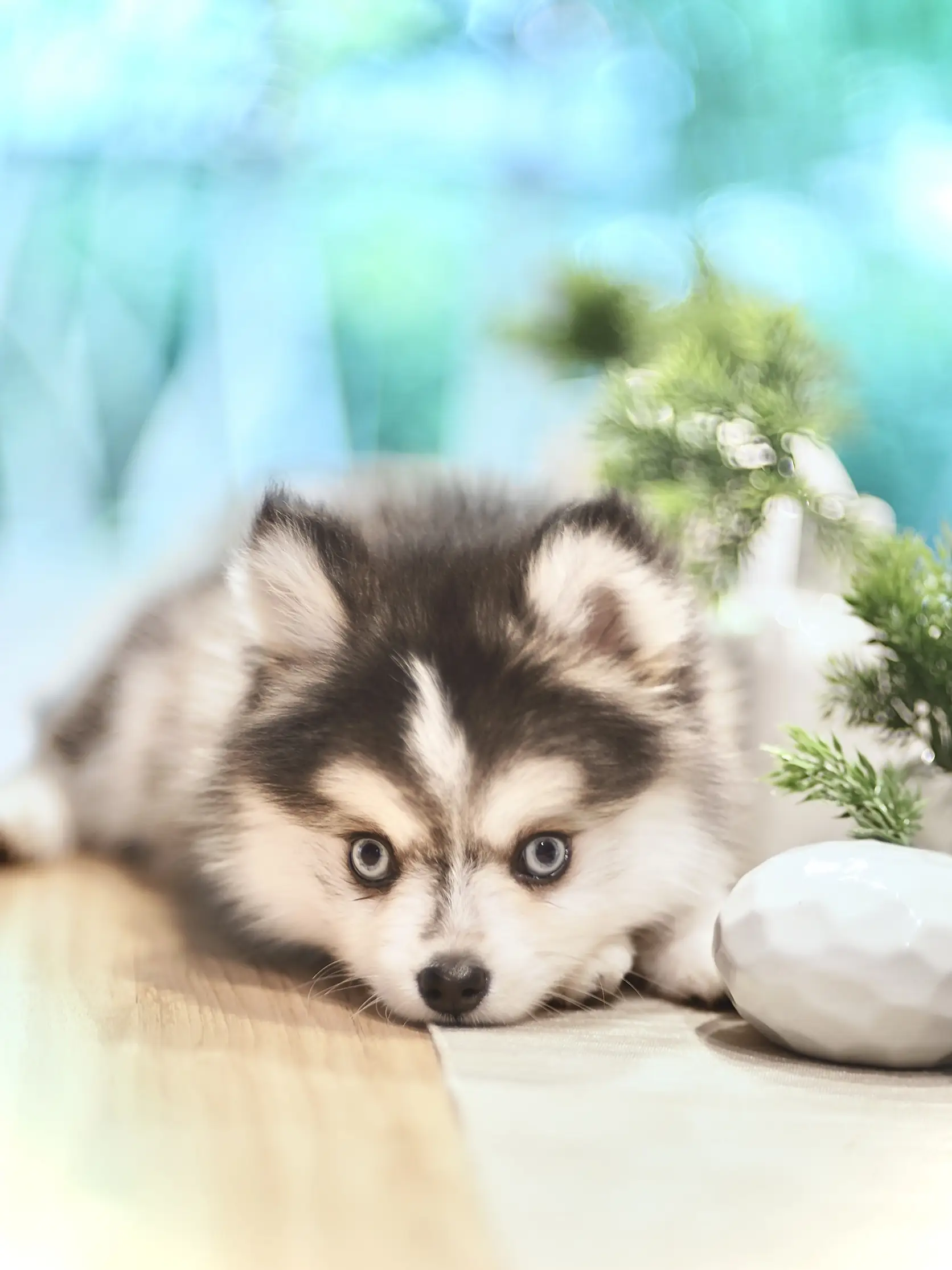 ผมเป็น Pomsky (Pomeranian + Siberian husky) 🐶 | แกลเลอรีที่โพสต์โดย ...