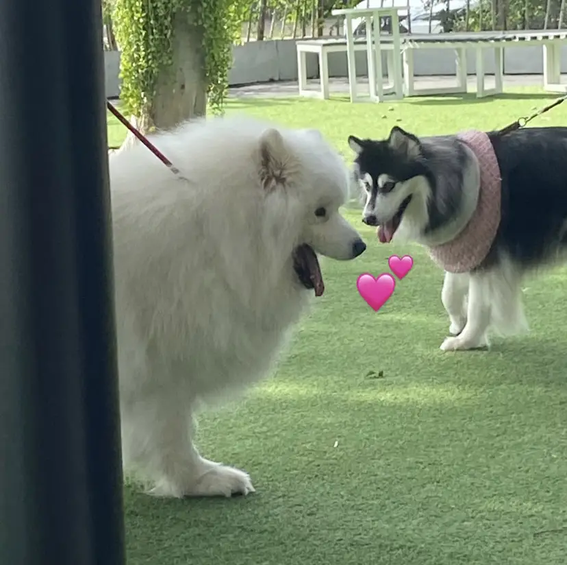 CDC Pet Park 💖🐾 พื้นที่ฟรีพาน้องหมาวิ่งเล่น | แกลเลอรีที่โพสต์โดย Rasarinrosielyn | Lemon8