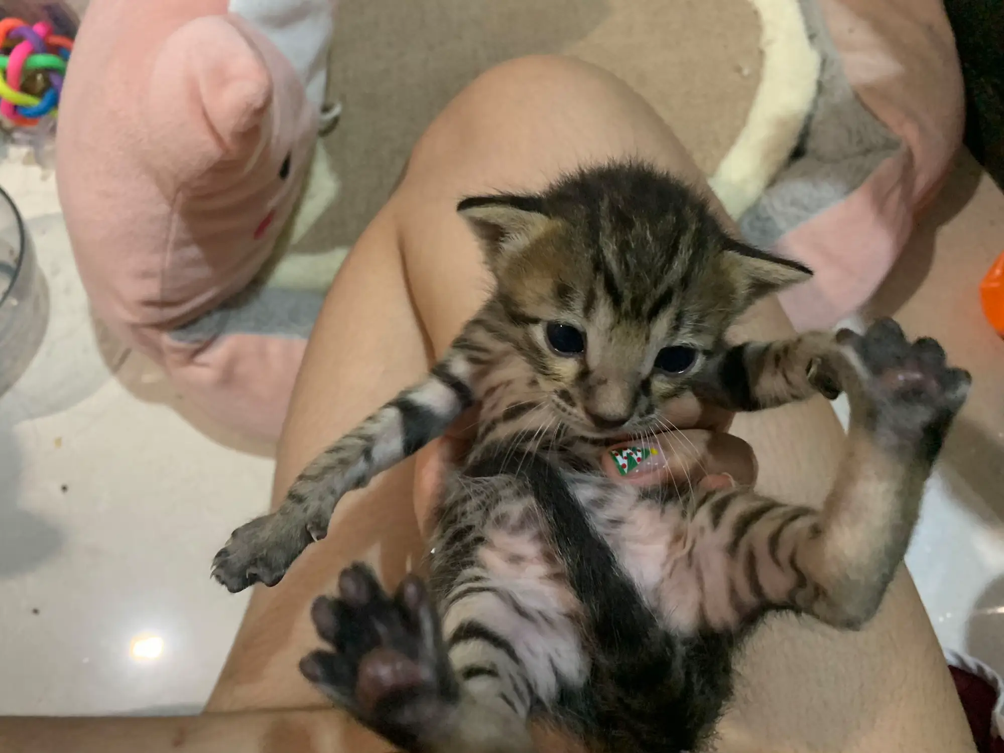 หาบ้านให้น้อนนนน | FJ 🐱が投稿したフォトブック | Lemon8