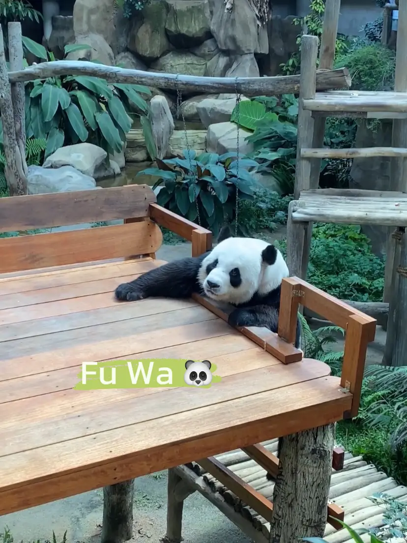 Zoo Negara | Fu Wa Panda🐼 | Video diterbitkan oleh Alicia Tan 🧸 | Lemon8