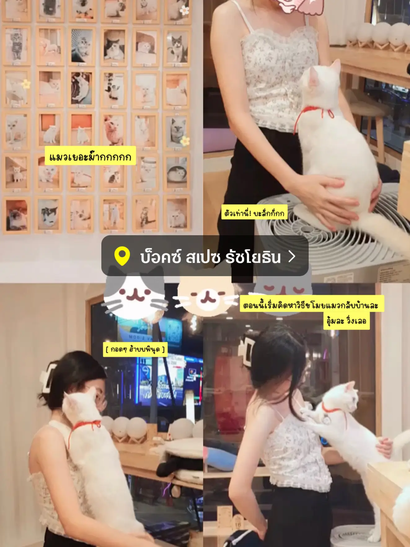 Catsmile_cafe ปักหมุดคาเฟ่แมวเปิดใหม่ ใกล้บีทีเอส | แกลเลอรีที่โพสต์โดย | Lemon8