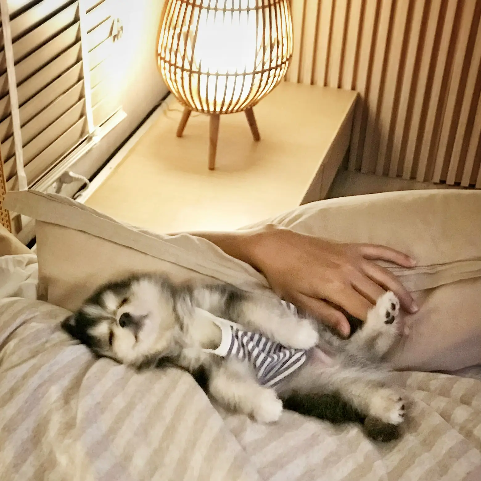 ผมเป็น Pomsky (Pomeranian + Siberian husky) 🐶 | แกลเลอรีที่โพสต์โดย ...