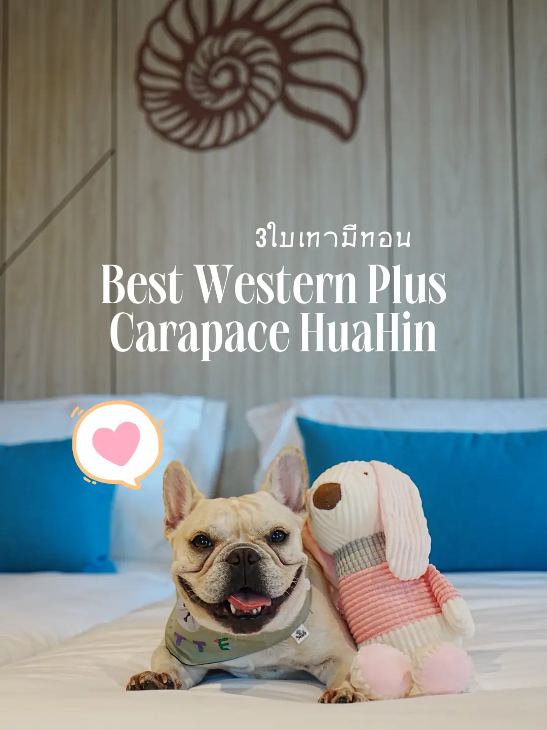 Best Western Plus Carapace รร ใหม่กริปหัวหินไม่ถึง 3,000 | แกลเลอรีที่ ...