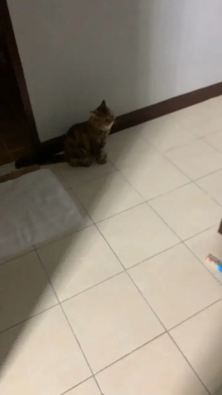 หม่ามี้รีบมาด่วนลูกง่วงแล้วค่ะ | วิดีโอที่เผยแพร่โดย Marry cat 85 | Lemon8