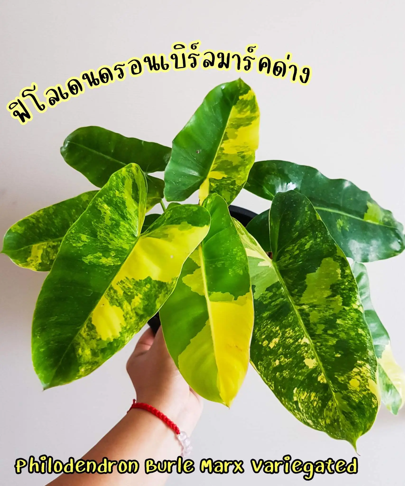 Air purification trees are easy to plant at home, beautiful too ...