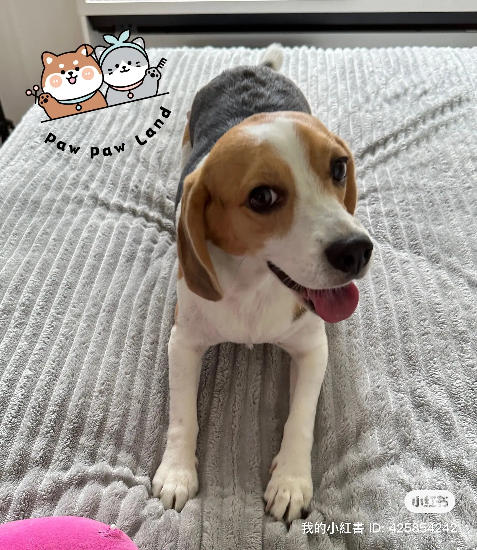 Paw Paw Land. Welcome Maggie for staycation | Gallery posted by Paw paw land | Lemon8