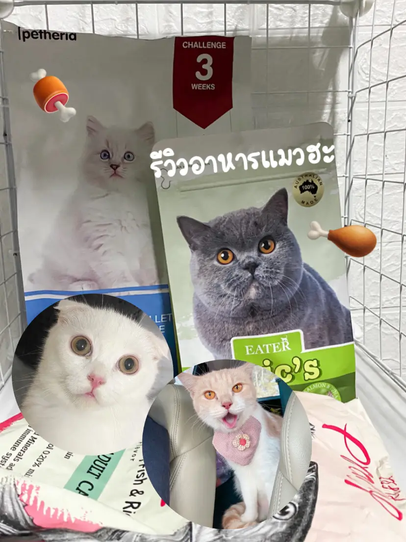 อาหารแมวpetheria - การค้นหาใน Lemon8