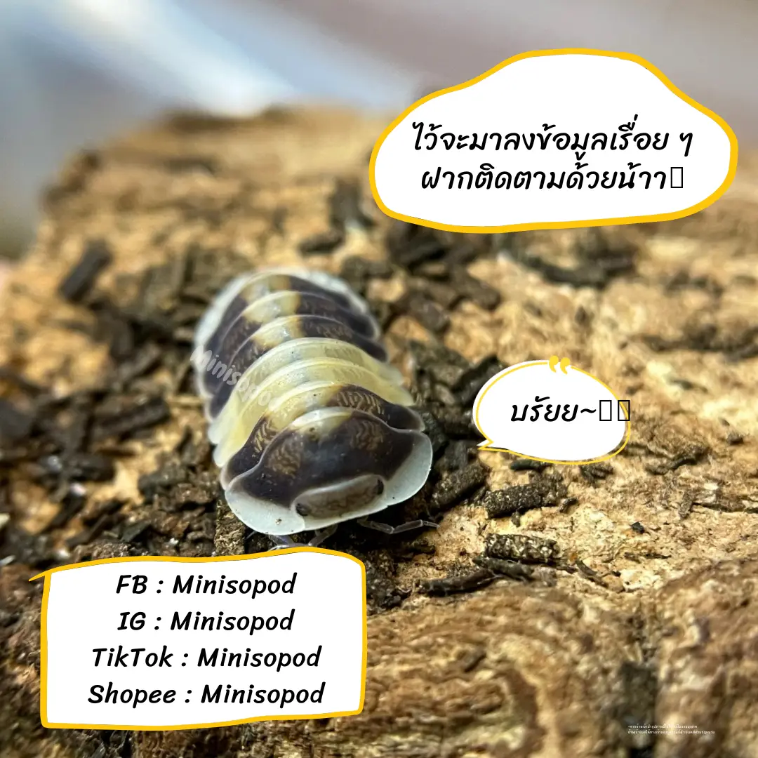Isopod ไอโซพอดคืออะไร ? | แกลเลอรีที่โพสต์โดย Minisopod | Lemon8