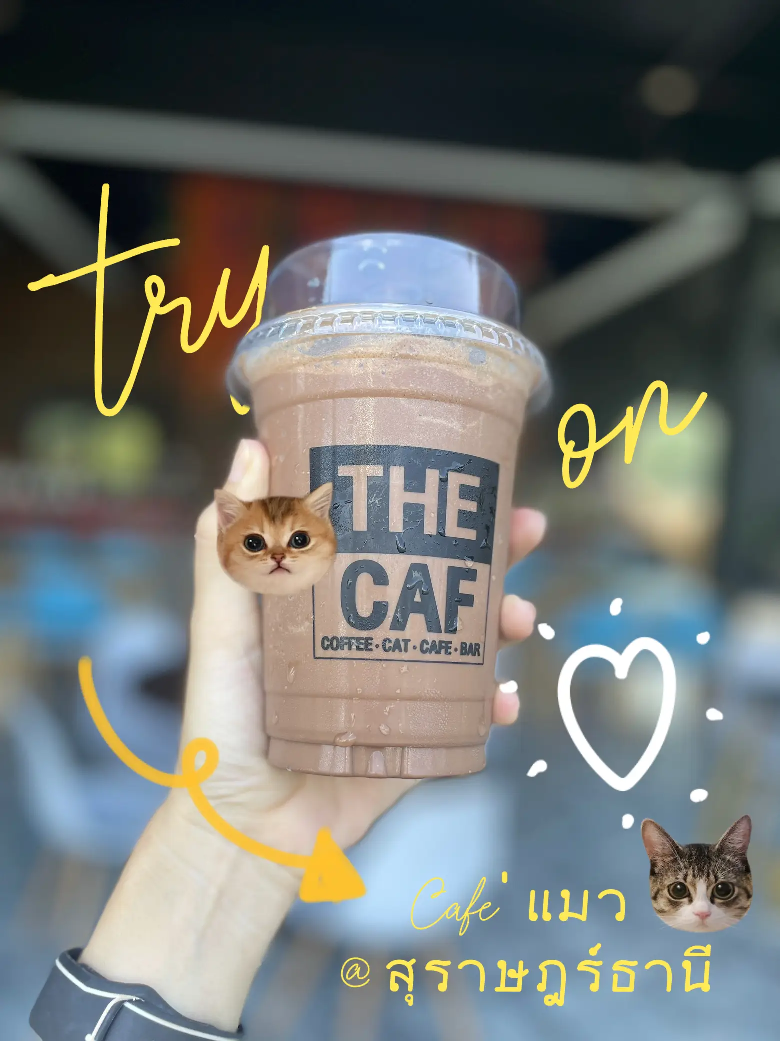 The CAF 🐱คาเฟ่แมว @สุราษฎ์ธานี🐈 | แกลเลอรีที่โพสต์โดย ᴹᵒᴹᴹᵃᴹรีวิว🐳🫧 | Lemon8