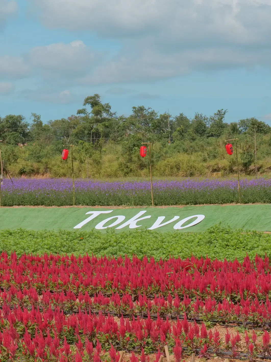 🌸 Tokyo Farm ปากช่อง ทุ่งดอกไม้สุดอลังการกว่า 49 ไร่ | แกลเลอรีที่โพสต์ ...