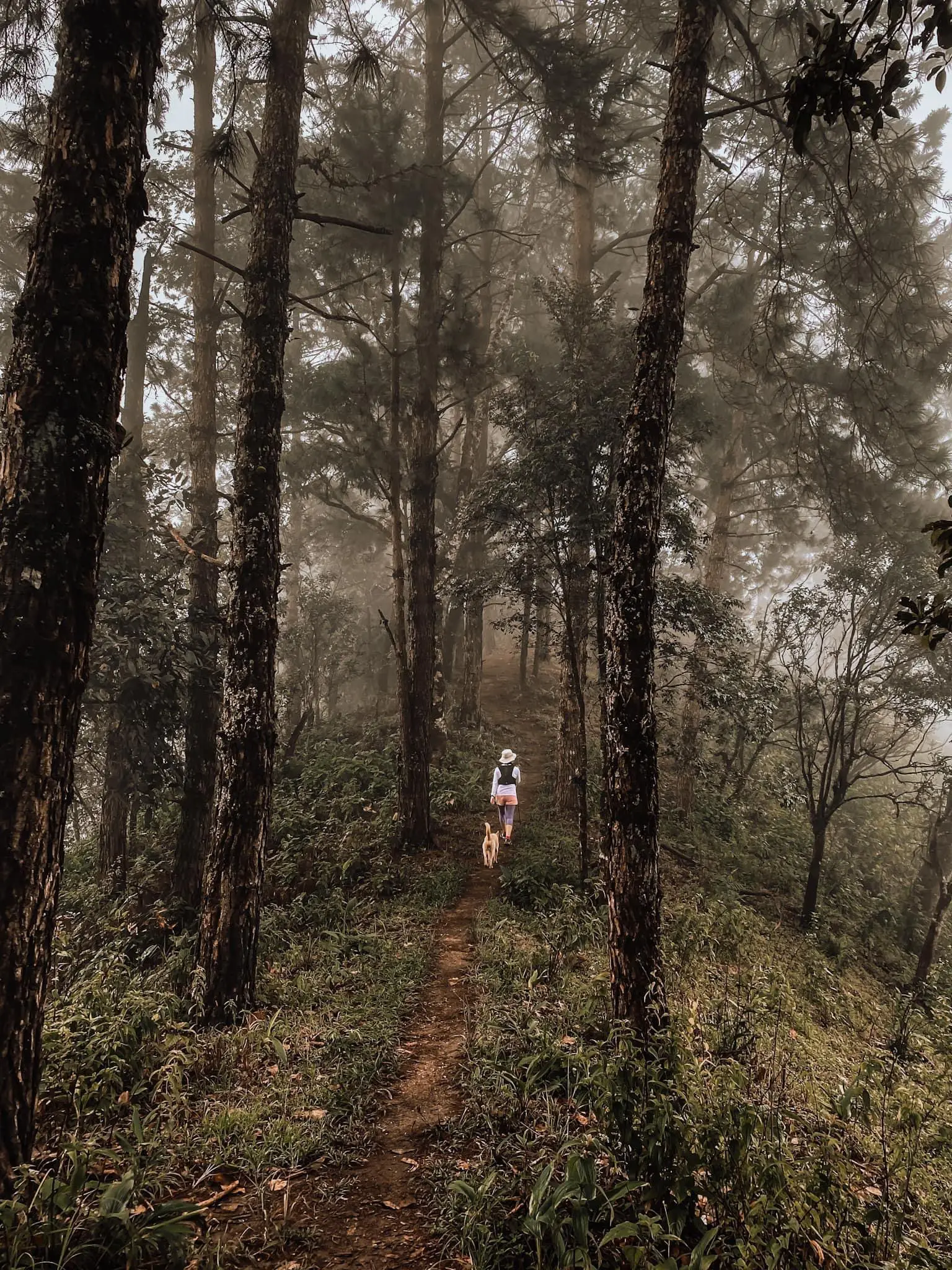 ดอยผาสามเหลี่ยม เดินง่าย ป่าสวย | แกลเลอรีที่โพสต์โดย Nit Niramon | Lemon8