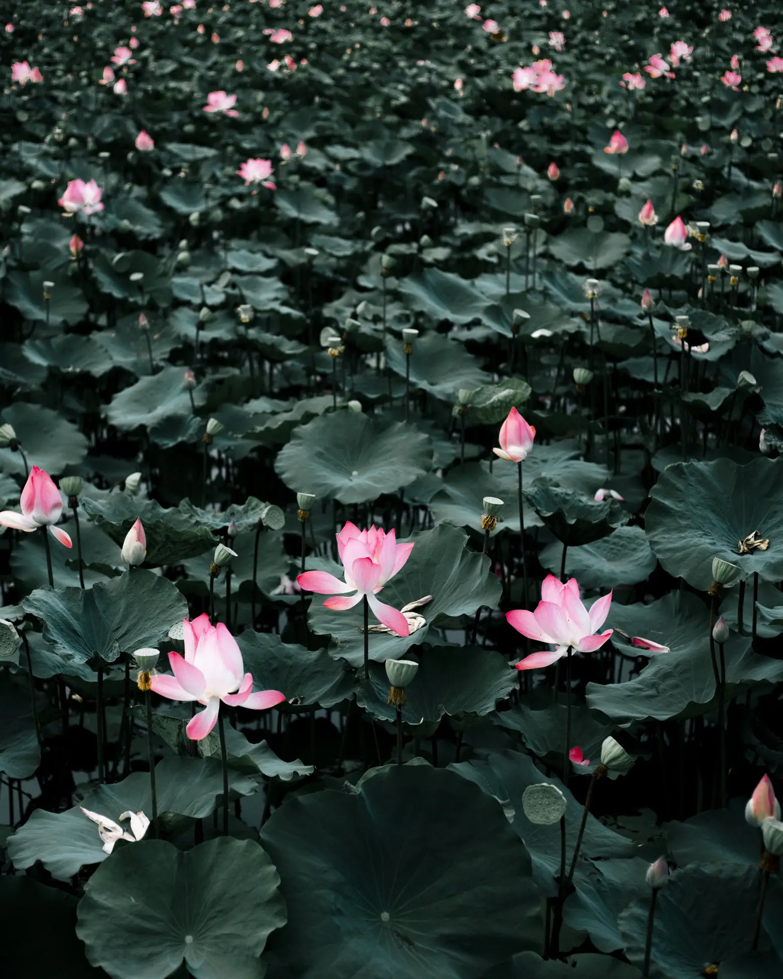 📍Phú Yên| Lịch trình 2N1D… | Bộ sưu tập do Blog Của Rọt đăng | Lemon8